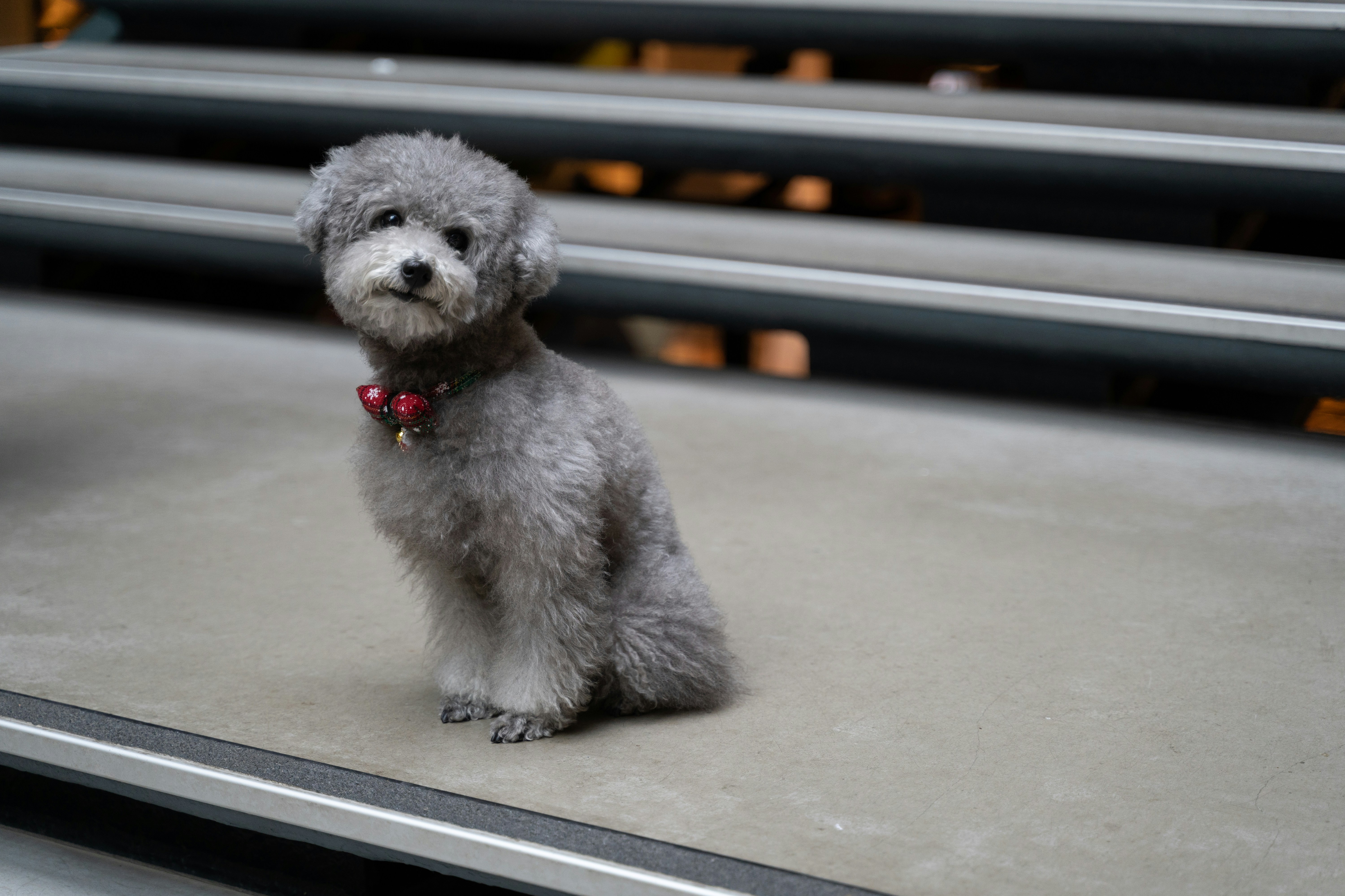 Pause on the Platform: A Grey Poodle Framed by Urban Rails