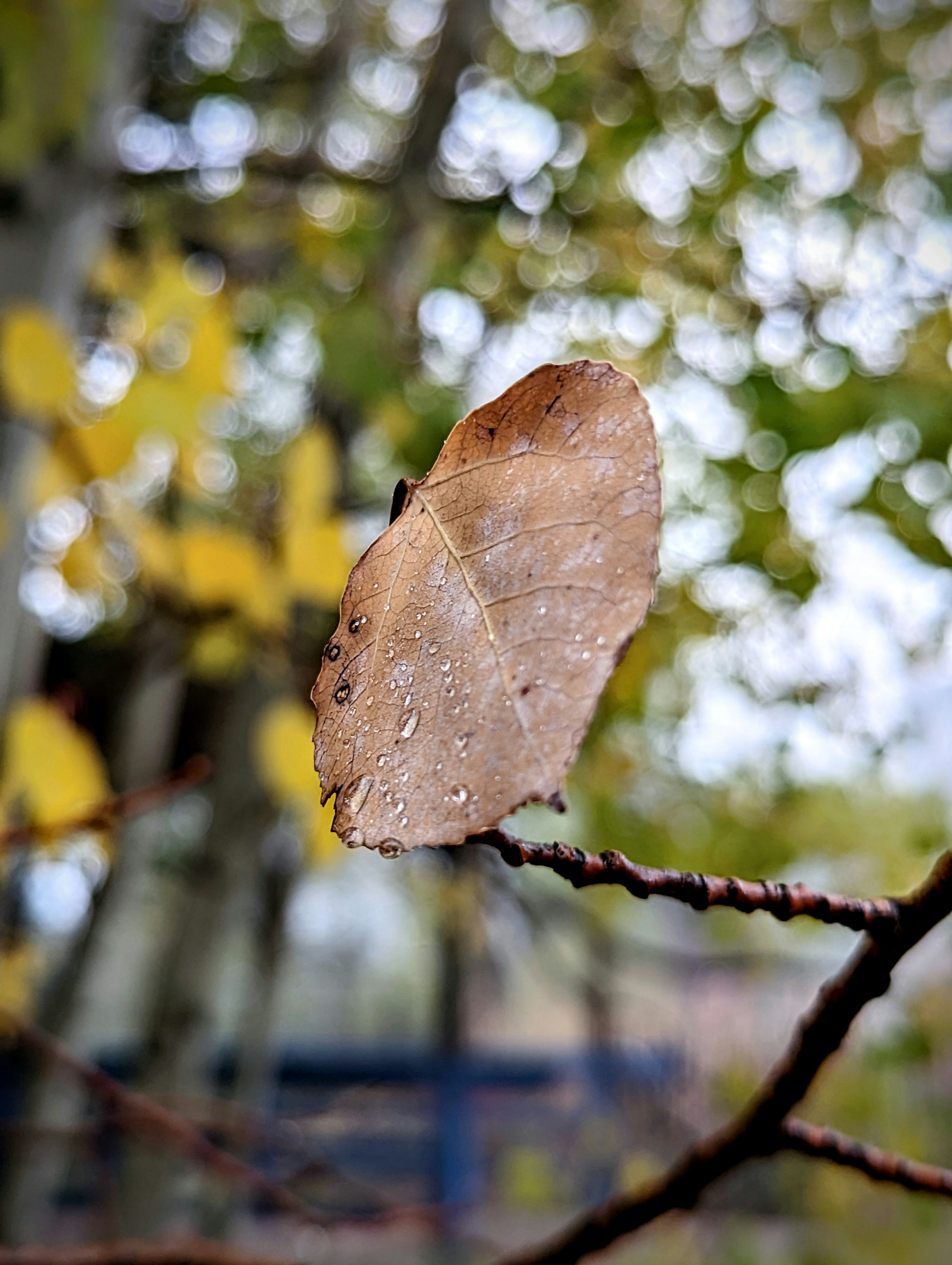 Dew-kissed leaf clinging to a branch, surrounded by a soft, blurred backdrop of autumn foliage.