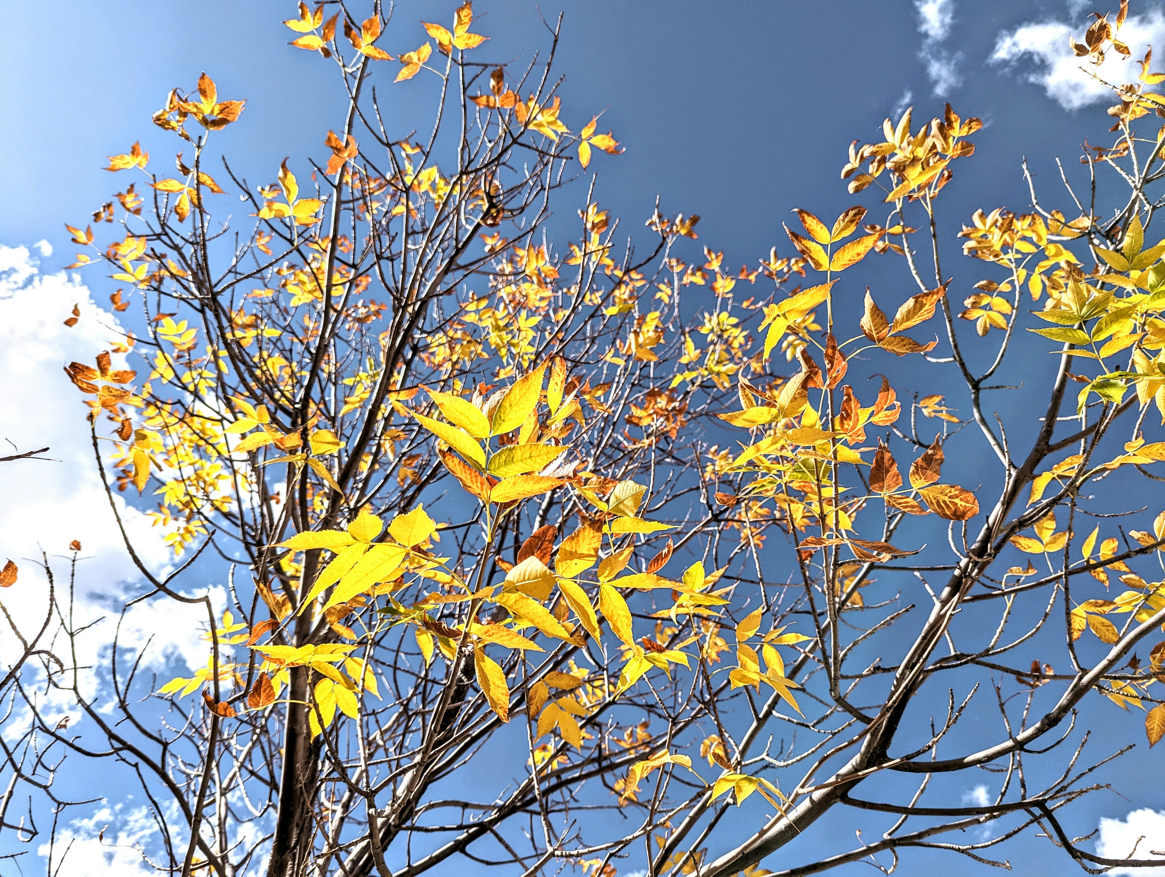 Vibrant yellow leaves of a tree reaching for the sky, contrasting with a bright blue backdrop dotted with fluffy clouds.