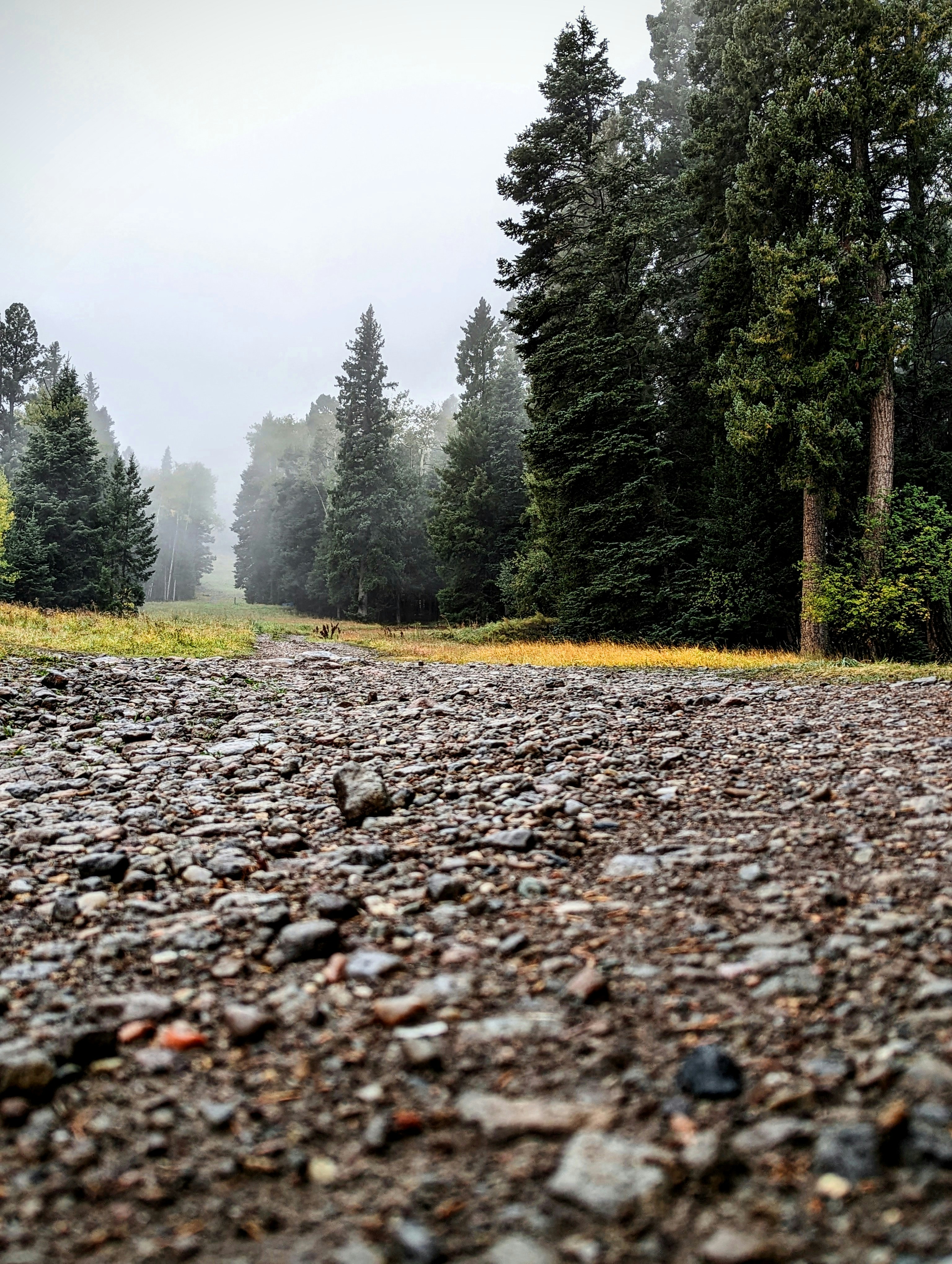 Gravel Road to the Mist-Blanked Pines
