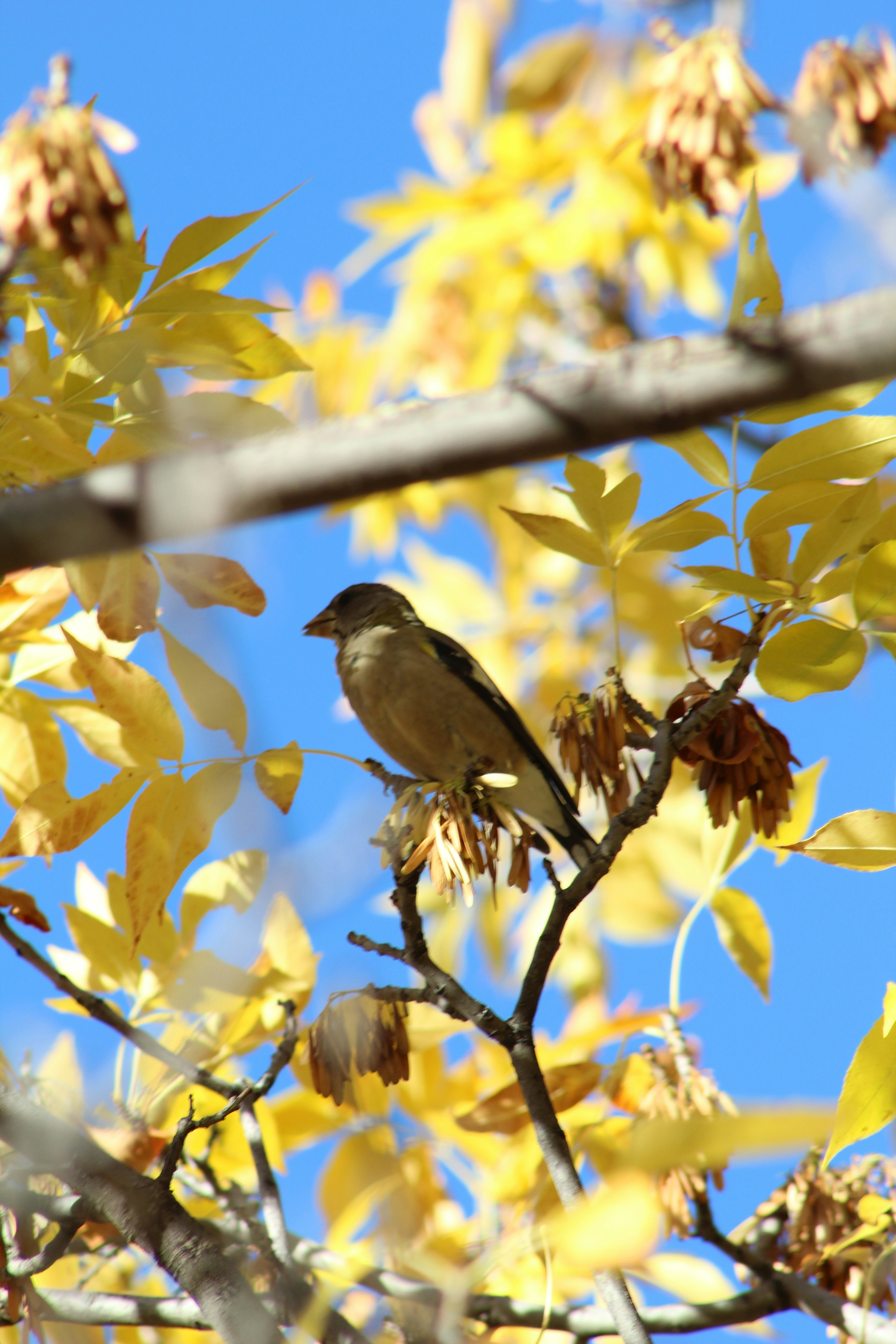 A bird sitting in a golden tree.