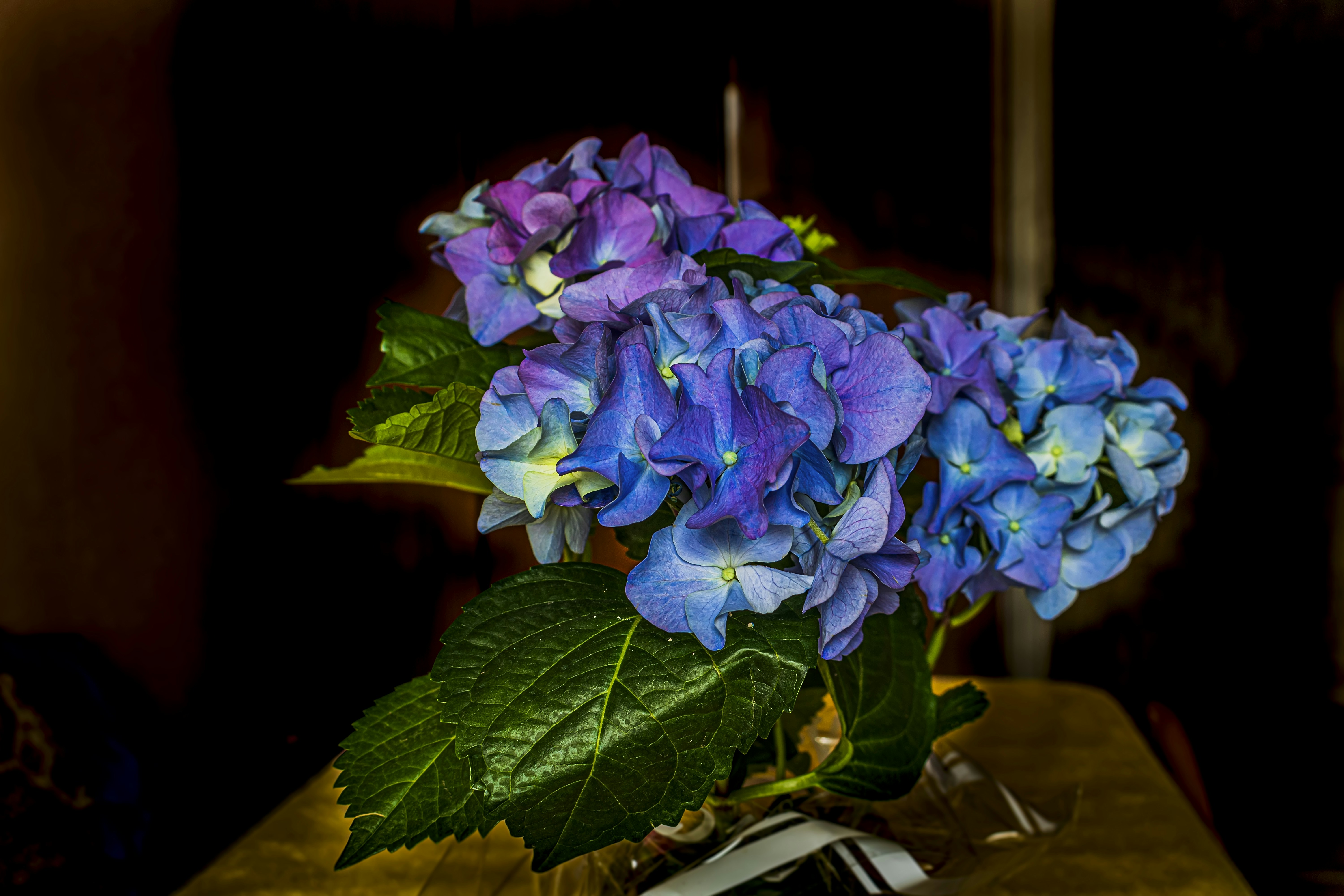 Blue Hydrangea Bouquet in Quiet Spotlight