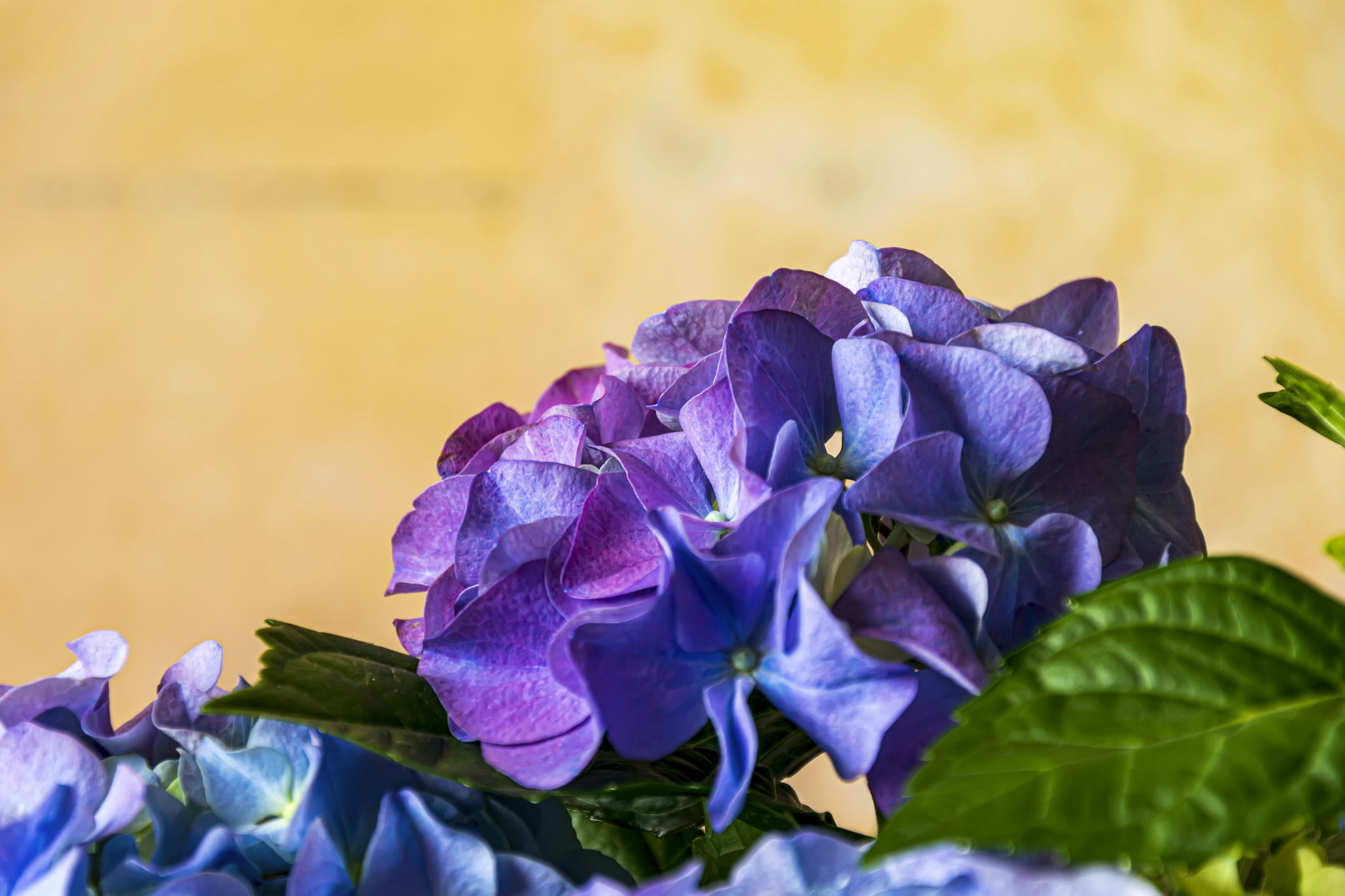 Violet Hydrangea in Sunlit Focus: Petal Geometry Against a Warm Wall
