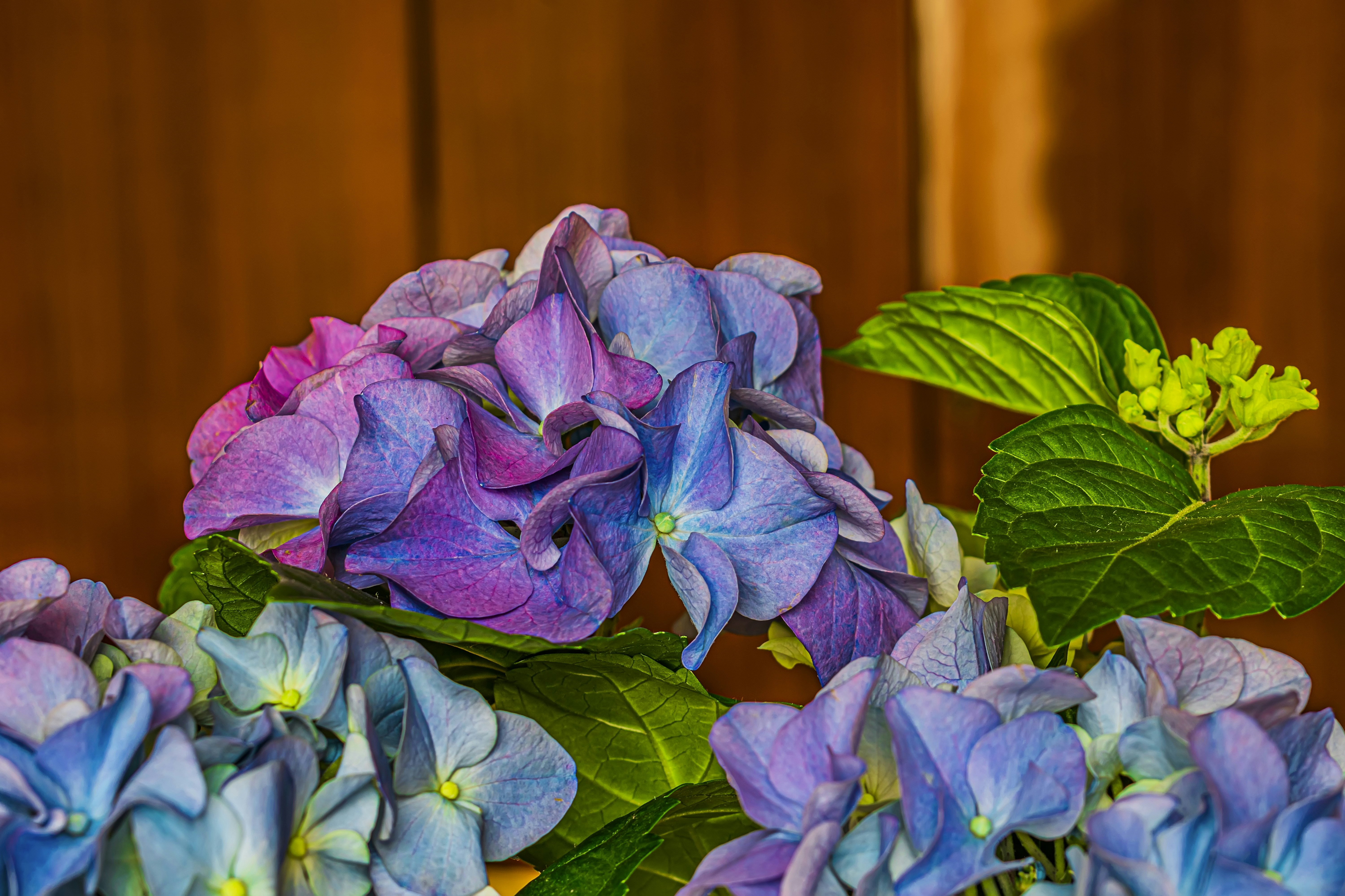 Hydrangea Nebula: Violet-Blue Blooms on Weathered Wood