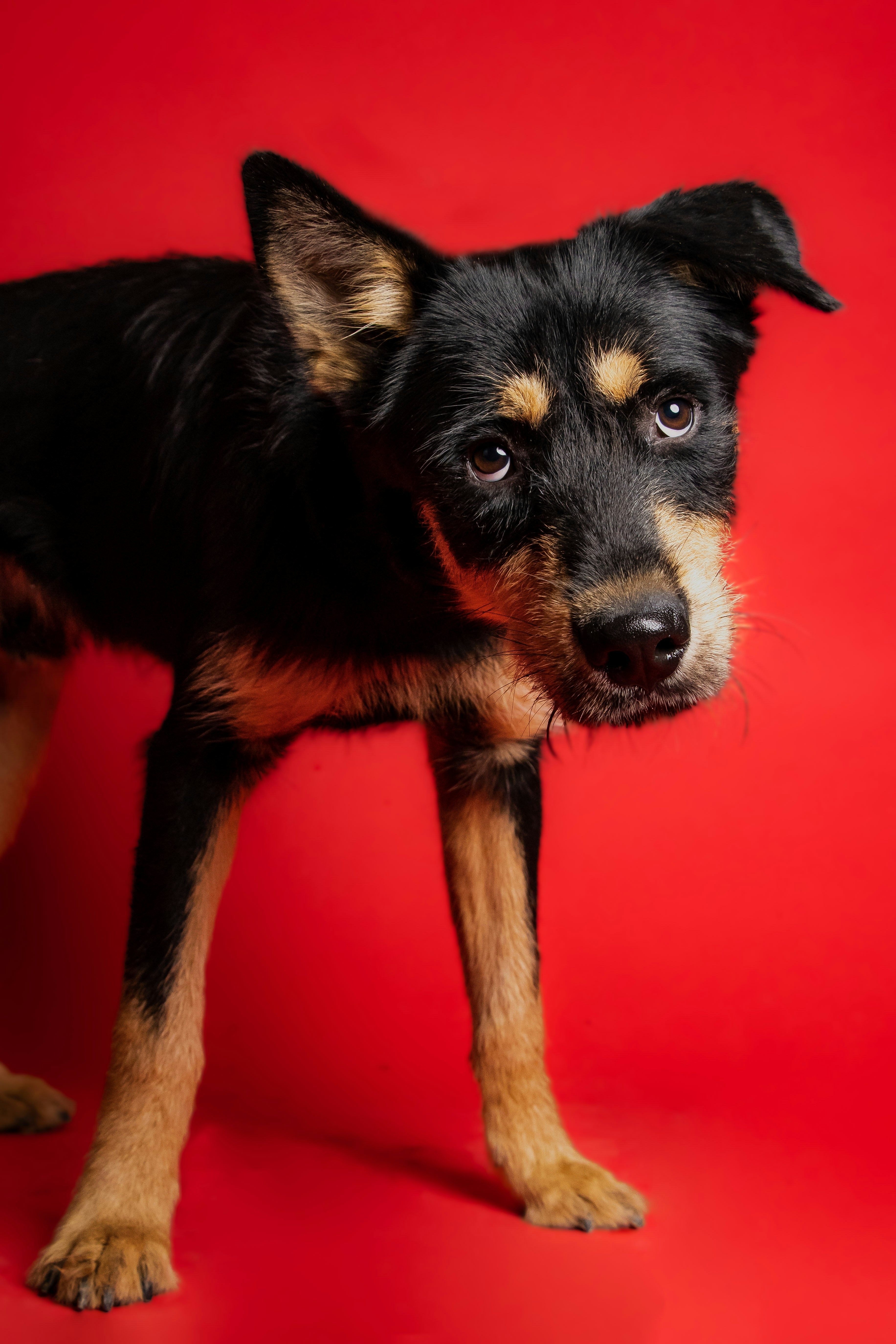 A dog standing on a red surface photo – Free Adoptable Image on Unsplash