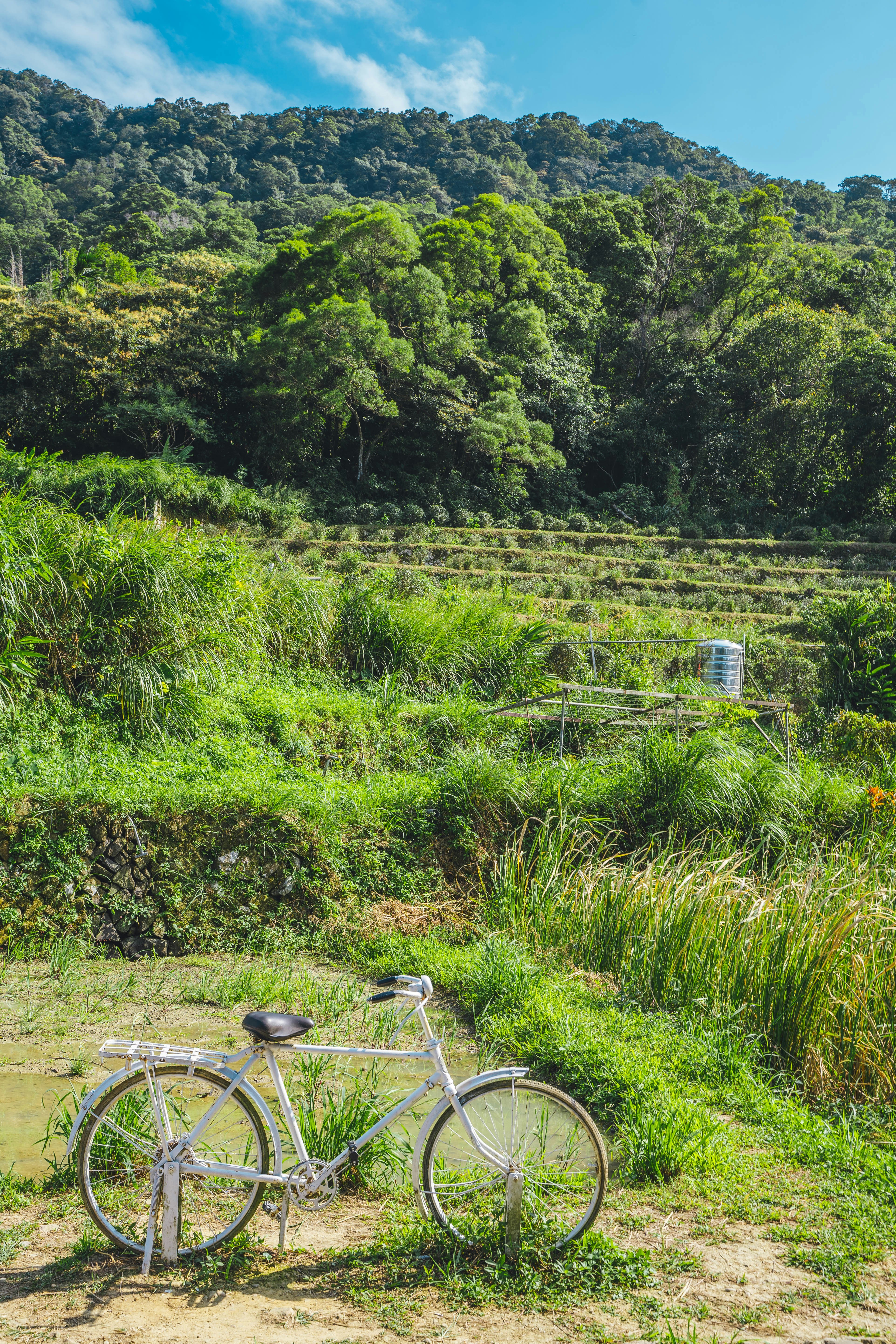 Terraced Greenscape: A White Bicycle at the Edge of Sunlit Fields
