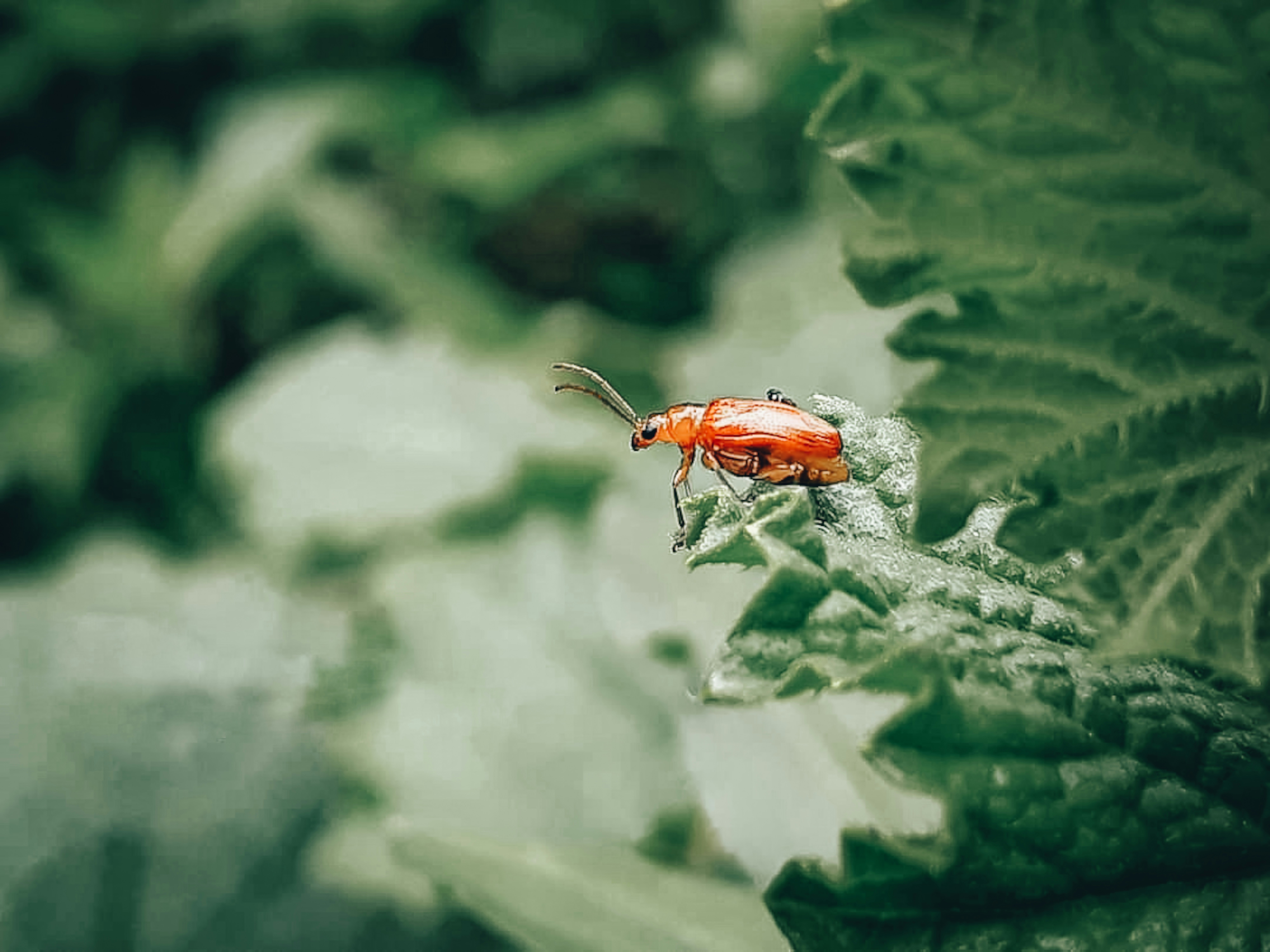 A red and white bug on a leaf photo – Free Odisha Image on Unsplash