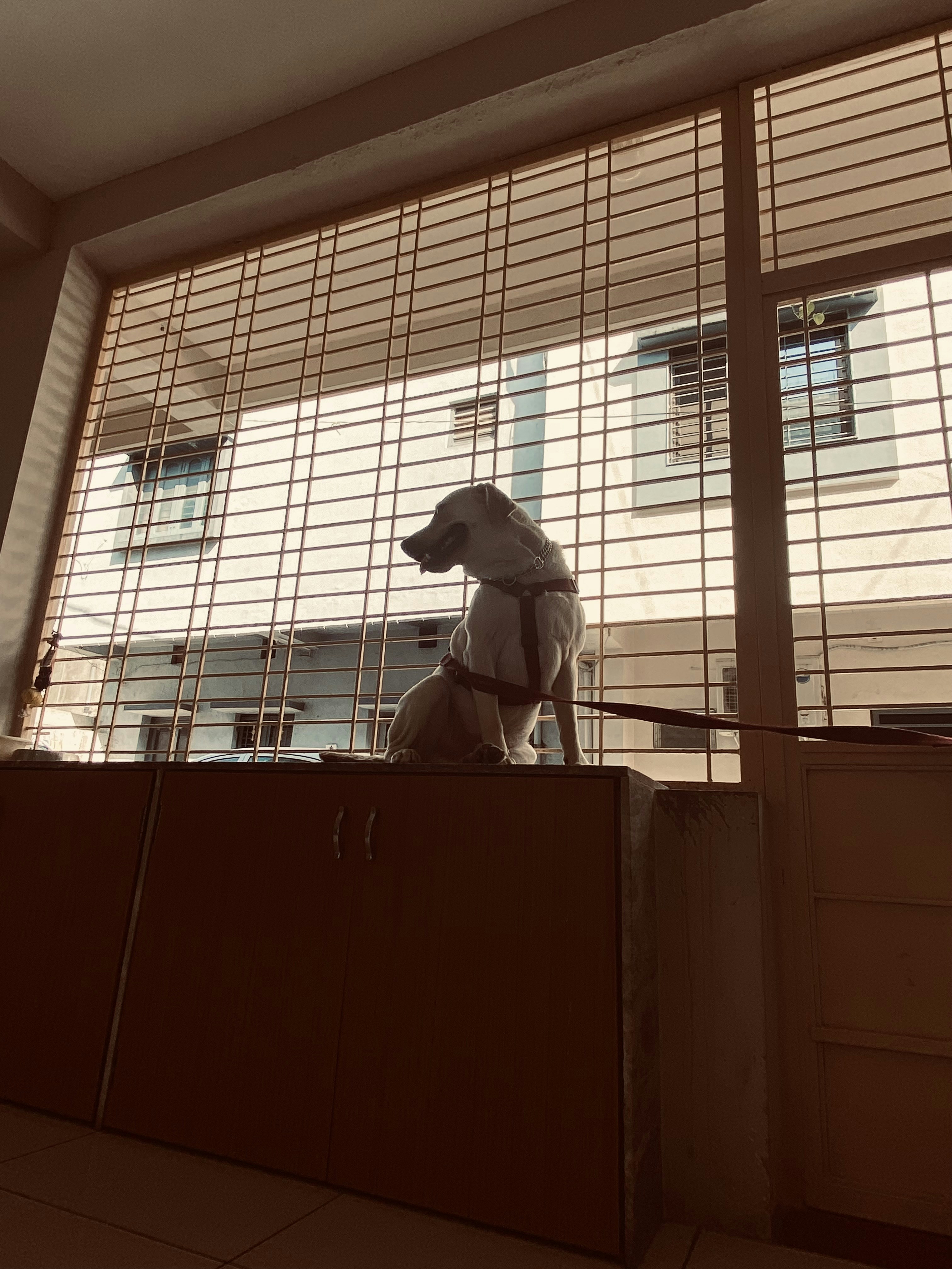 Sunlit Sentinel: A Dog Perched by the Gridded Window