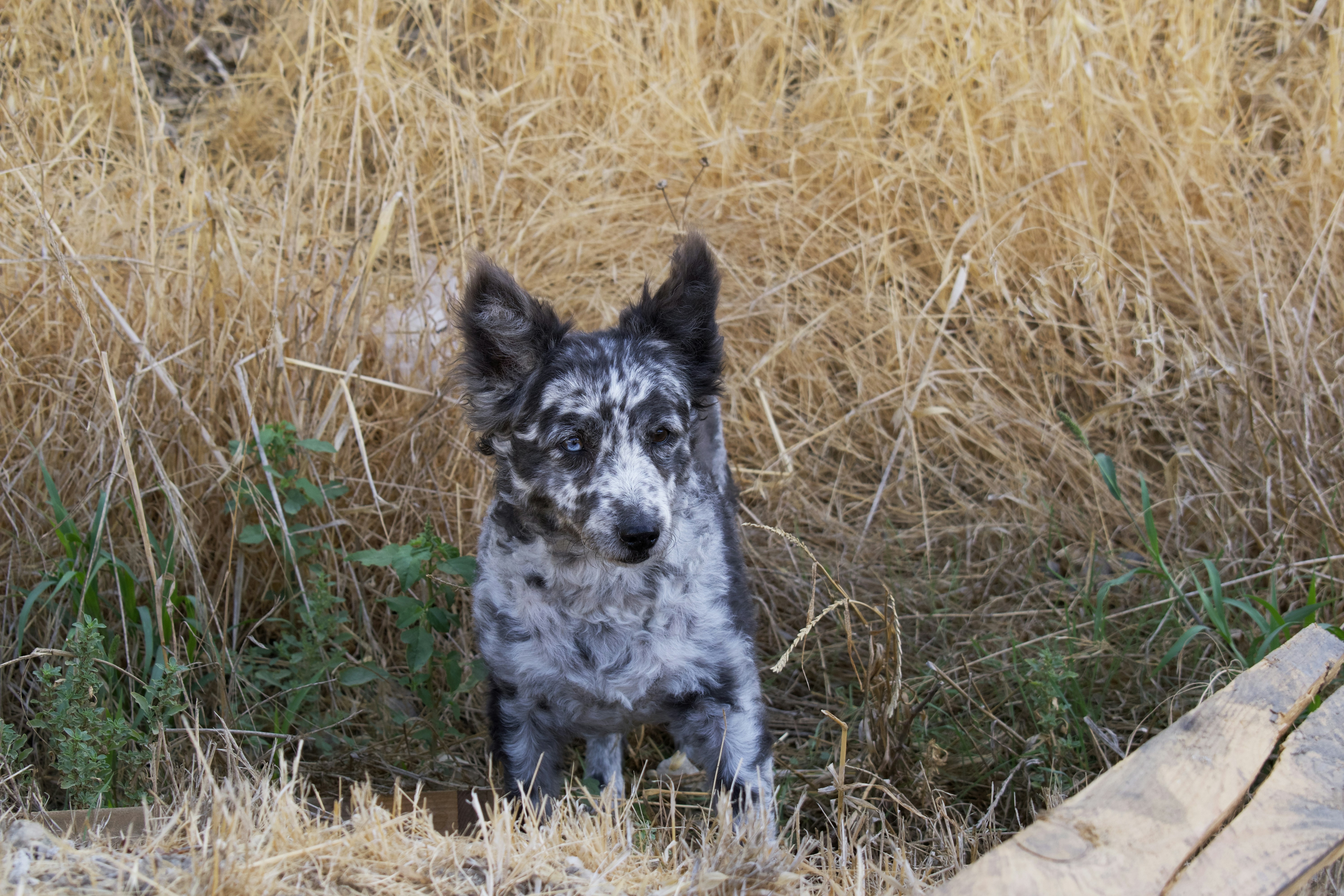Echo in the Field: A small blue merle pup amid dry grass