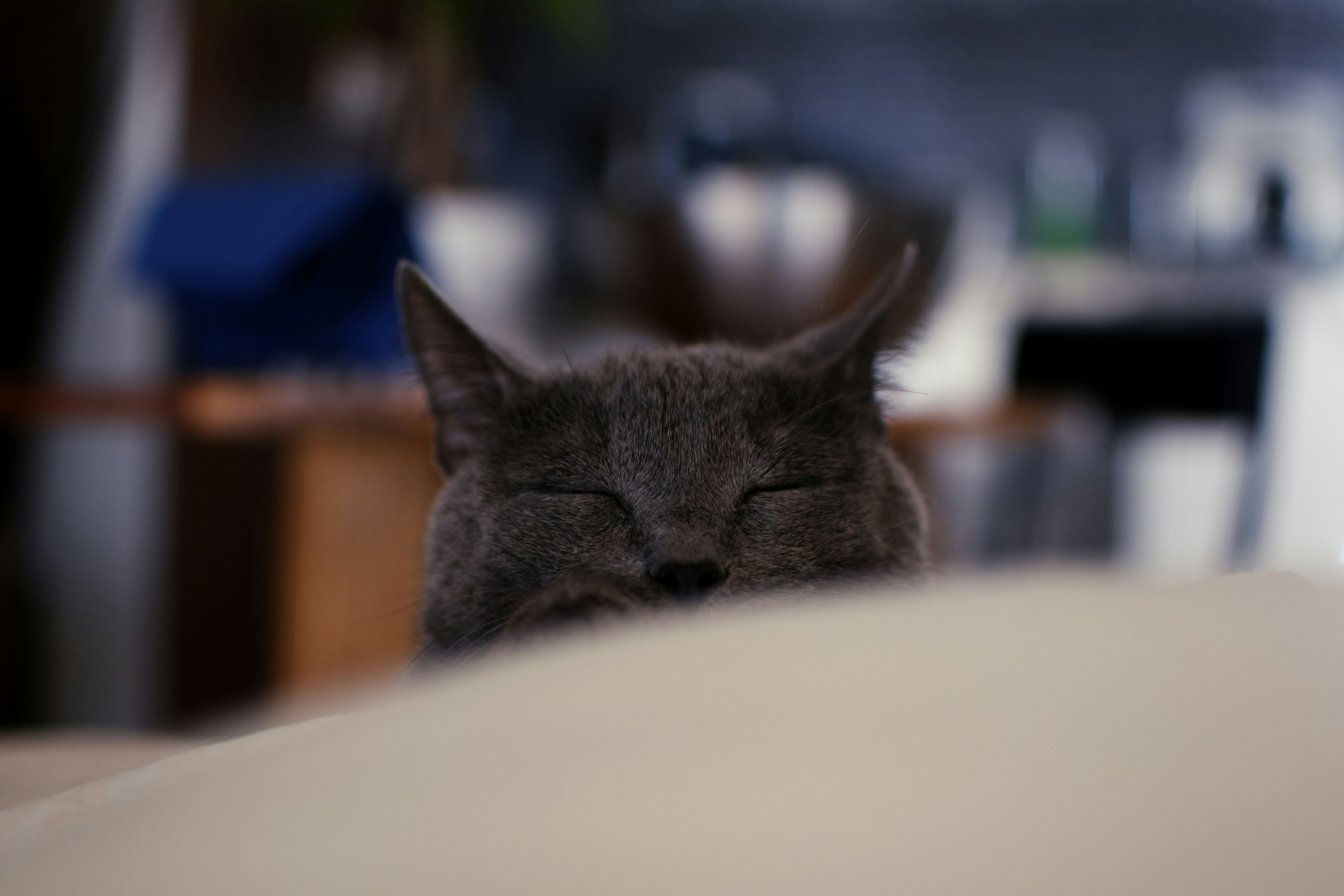 Gray cat peacefully resting with eyes closed, partially hidden behind a cushion. Soft indoor ambiance enhances the tranquil mood.