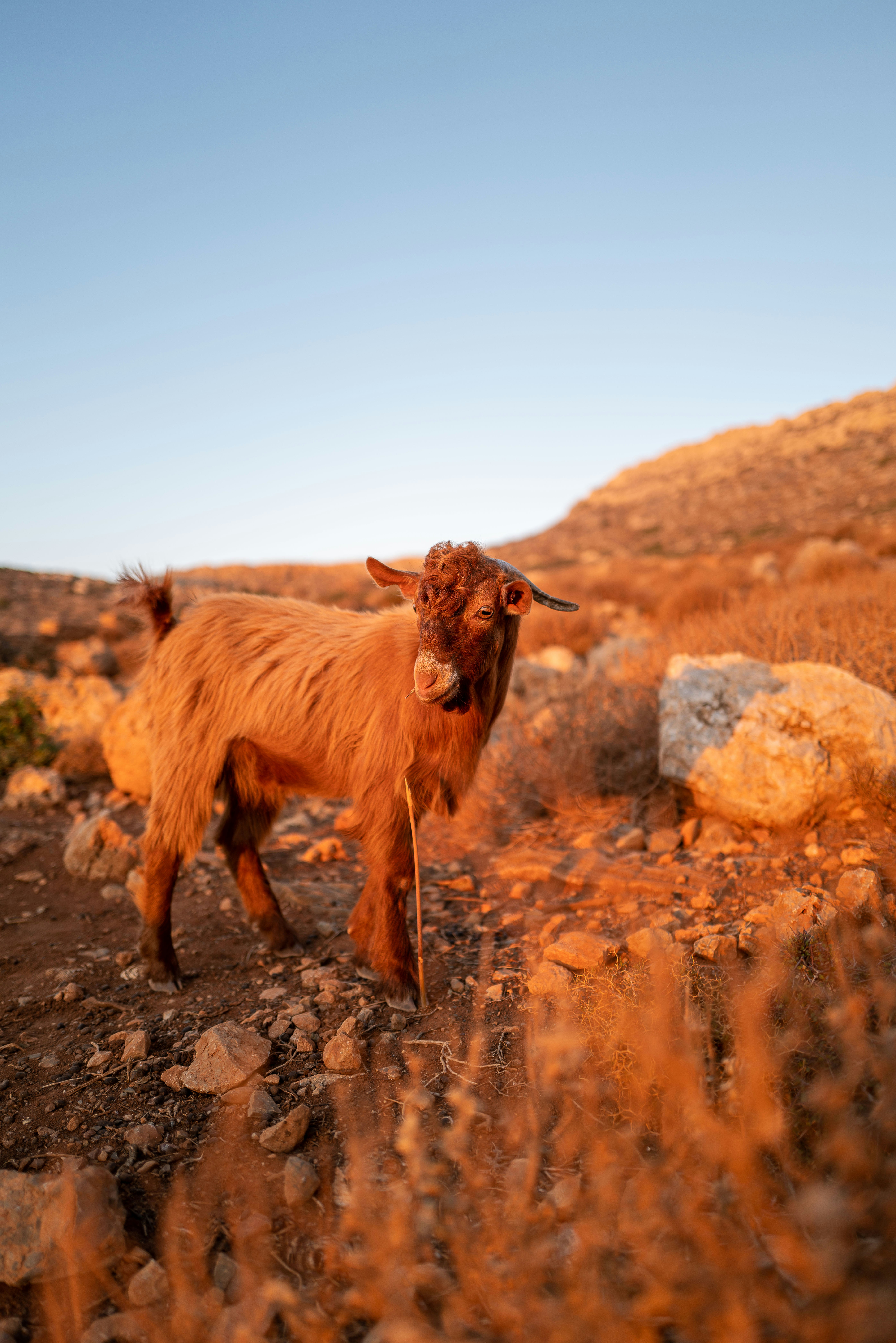 Desert Goat Under Evening Sun