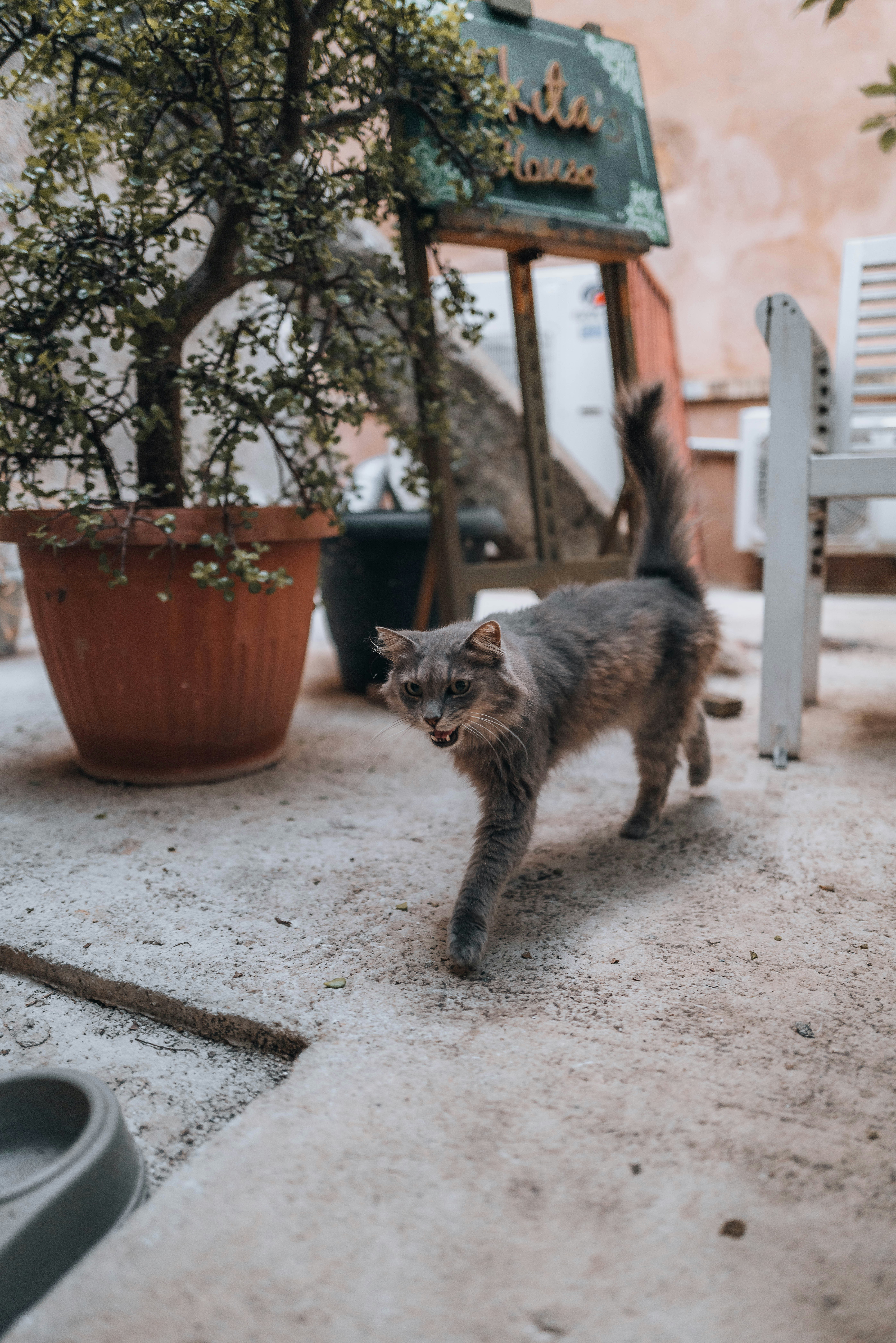 a cat walking on a sidewalk