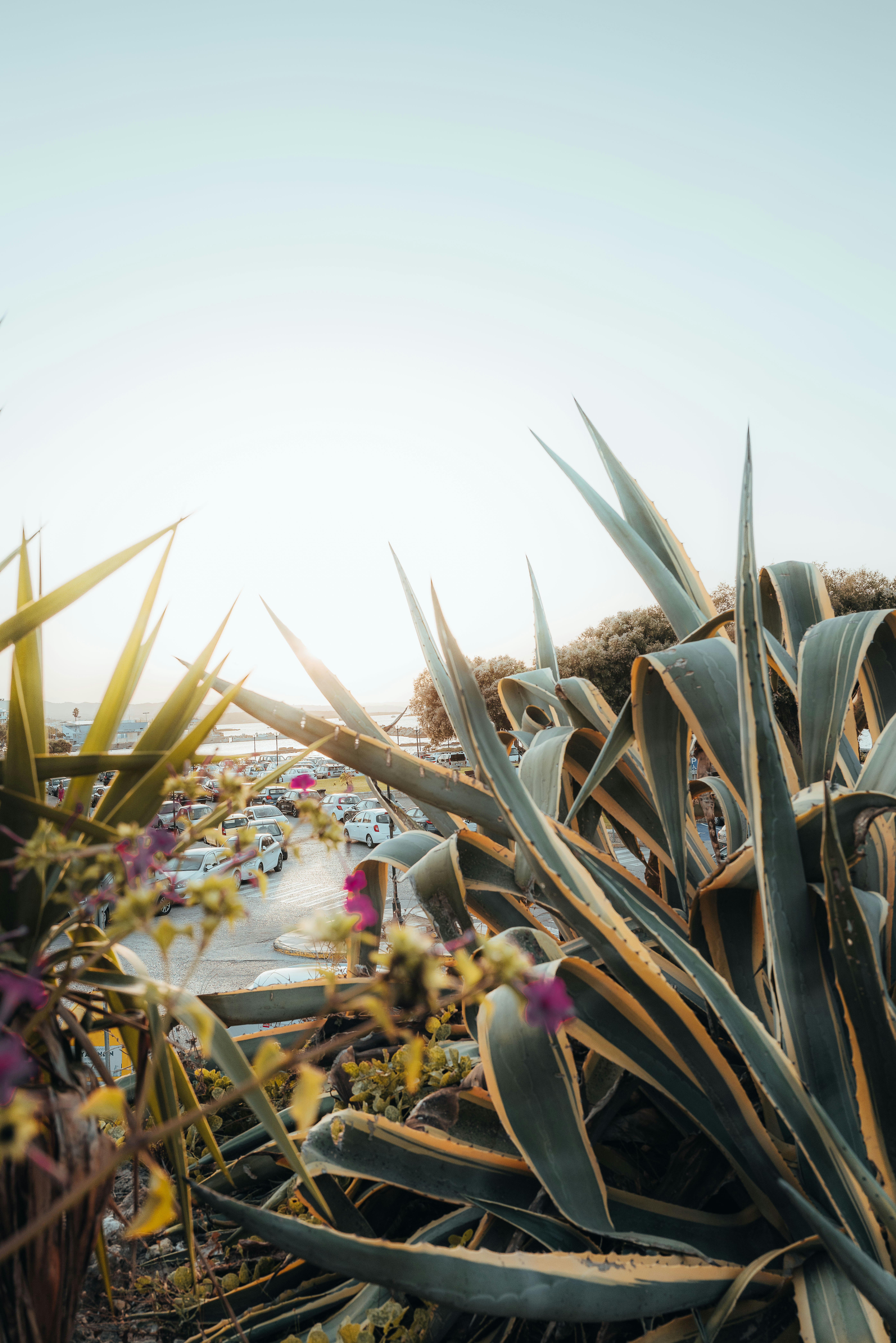 Sunlit Succulents Framing a Coastal Path