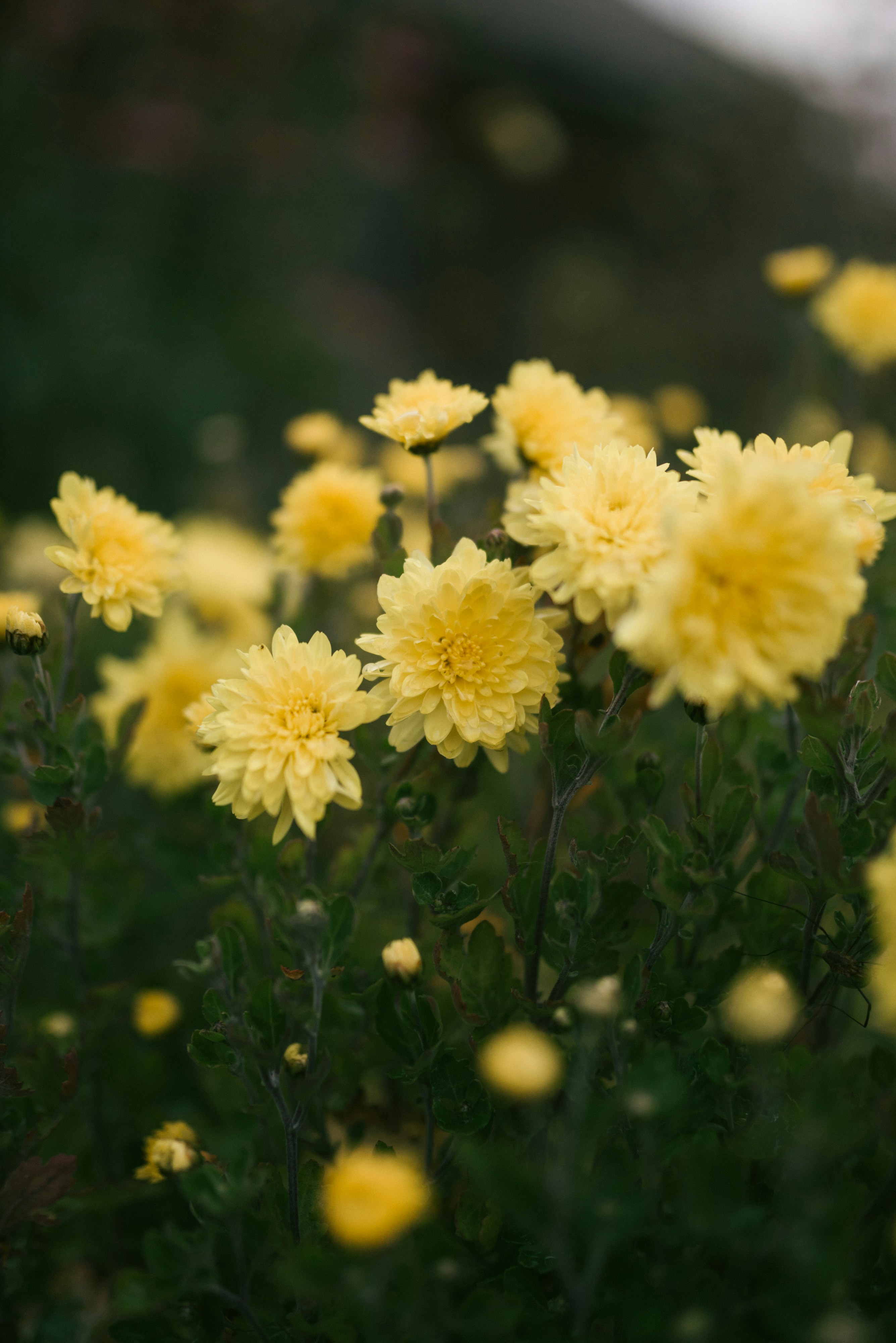 Golden Chrysanthemums in a Softly Blurred Field
