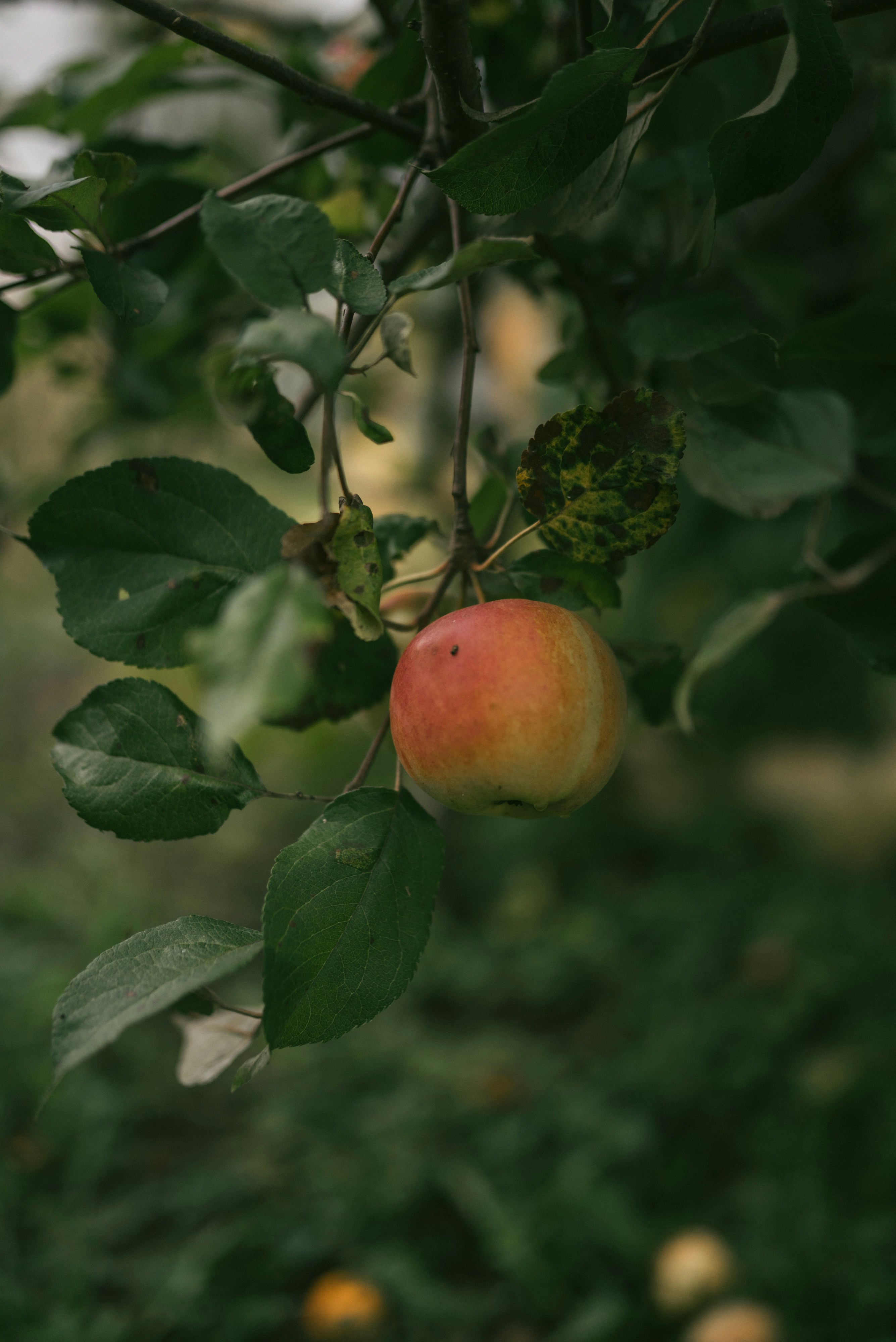 A solitary apple hangs from a branch, surrounded by lush green leaves in an orchard. The subtle colors of the fruit contrast with the blurred background.