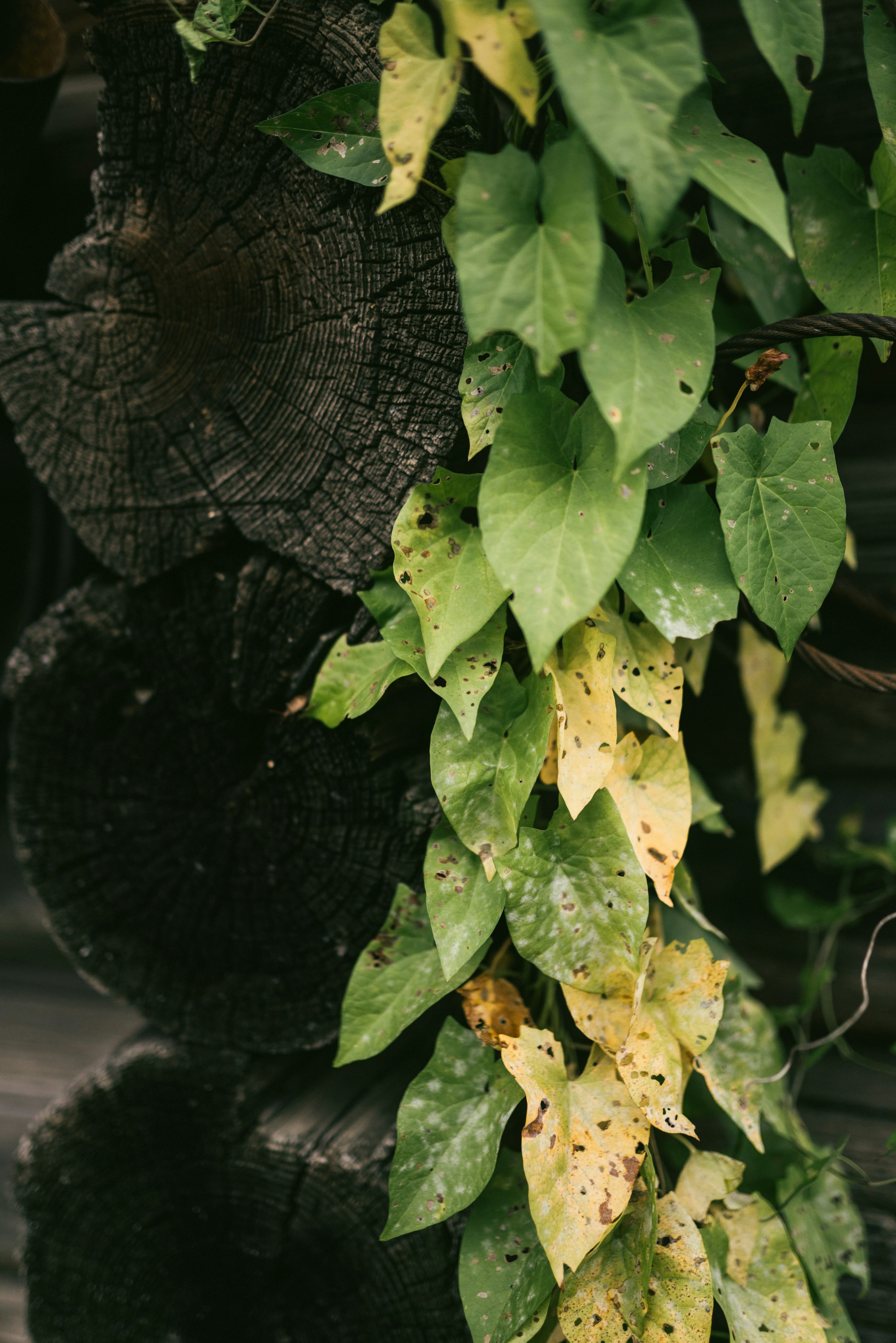 Nature's Embrace on Weathered Wood