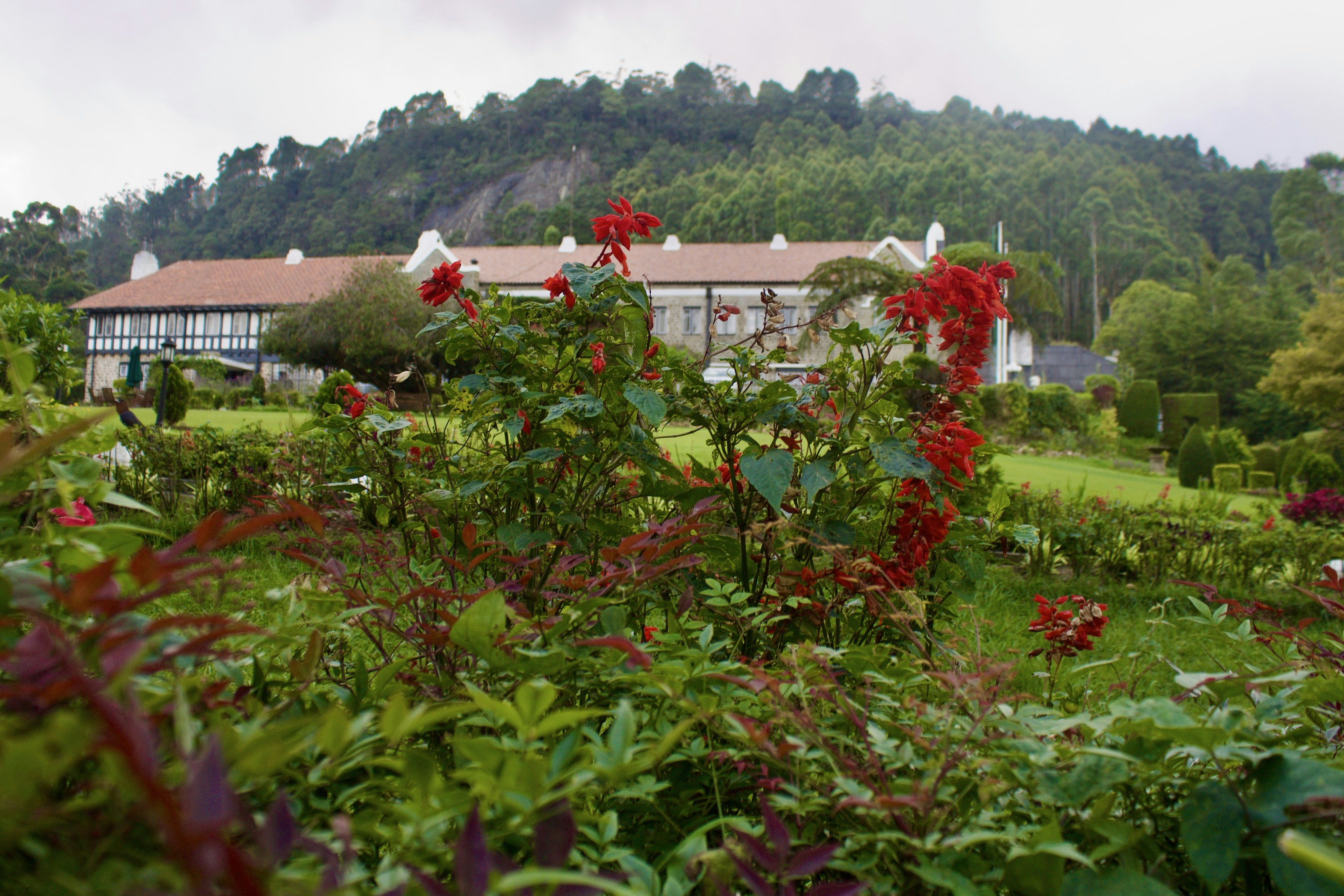 Crimson Roses Framing a Quiet Estate Beneath Green Hills