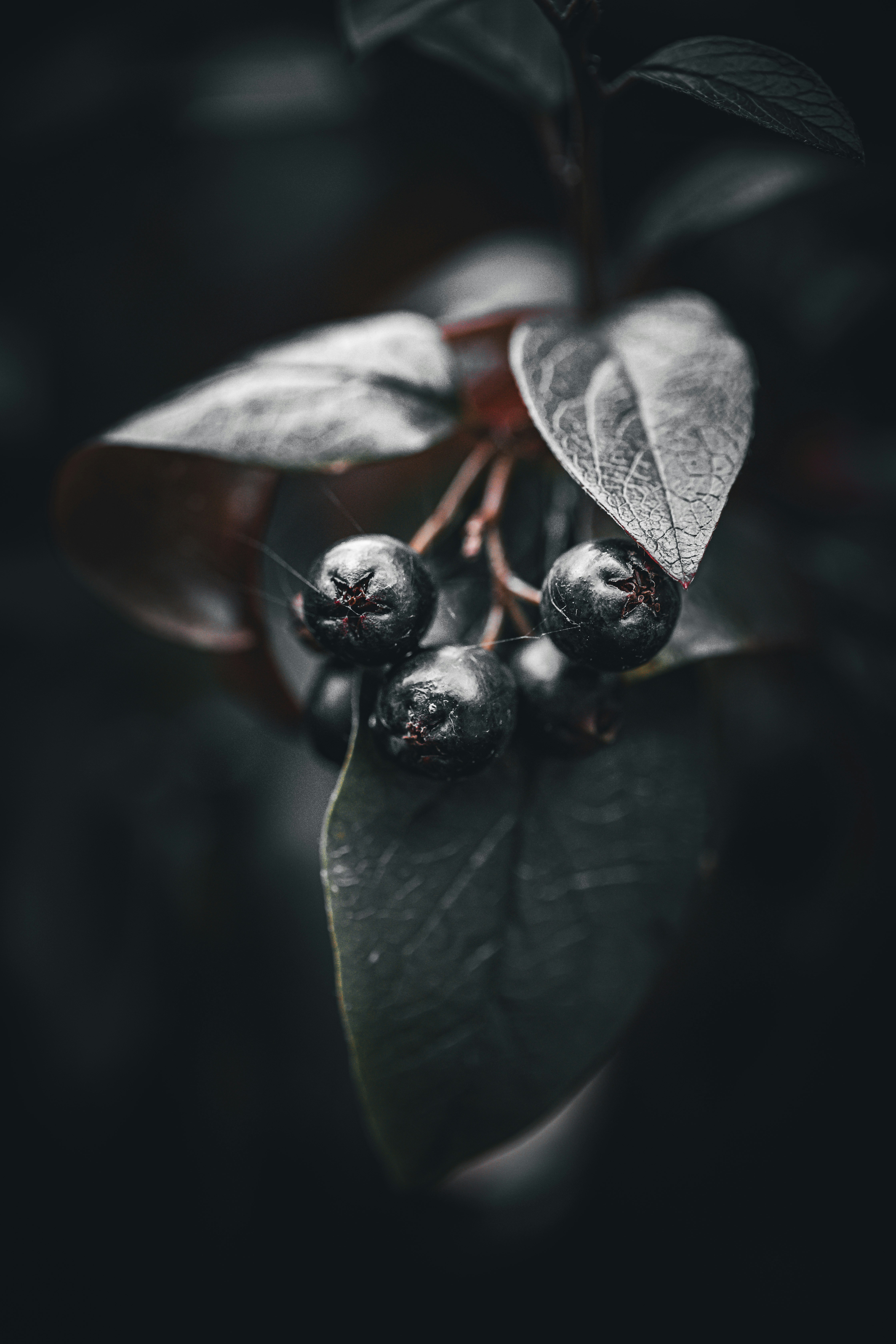 Midnight Berries: A Close-Up in Velvet Shadow