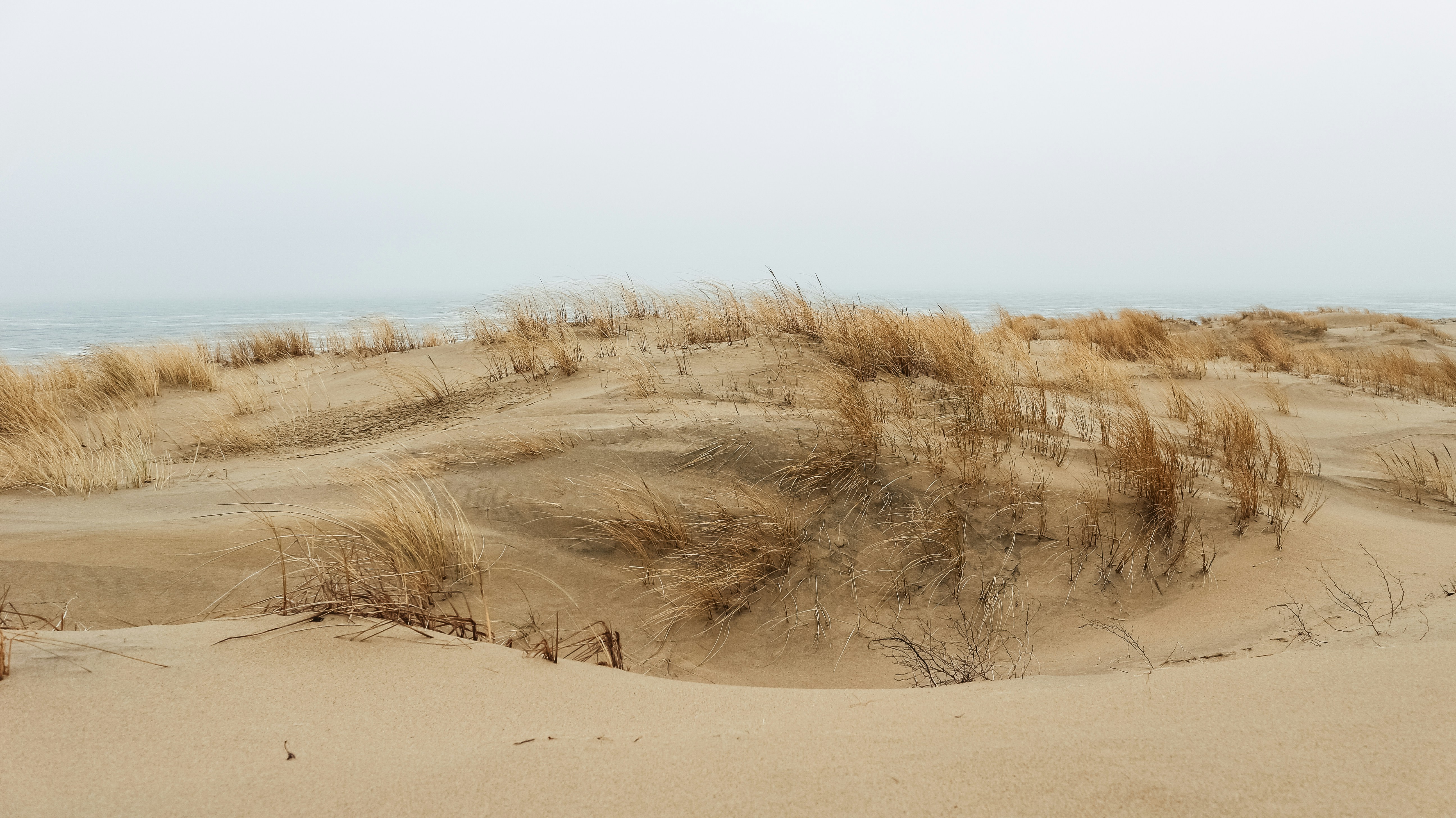 A sandy area with plants growing in it photo – Free Curonian spit Image ...