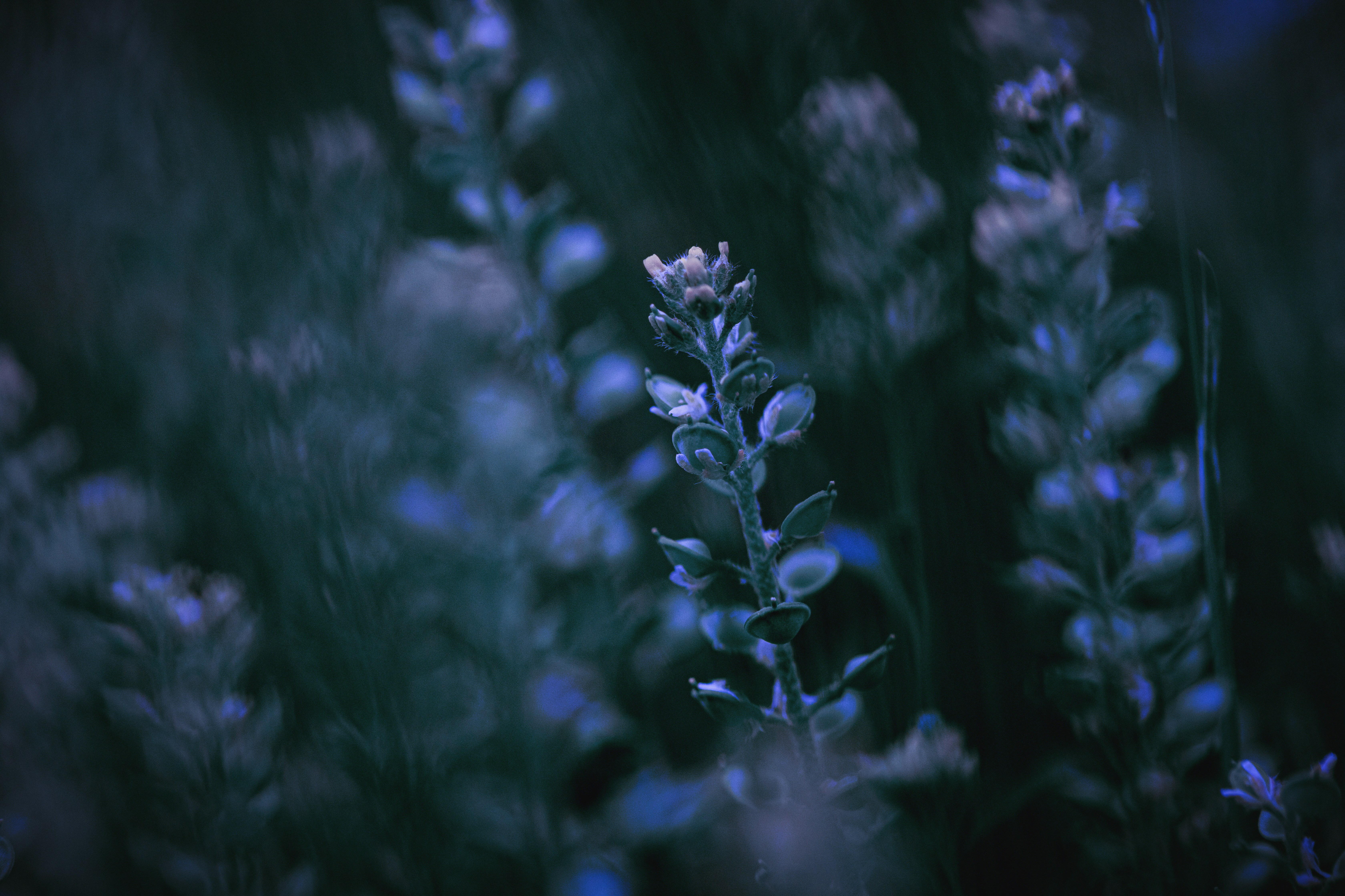 Delicate flowers emerge from a shadowy backdrop, creating an ethereal atmosphere. The subtle hues convey a sense of tranquility.