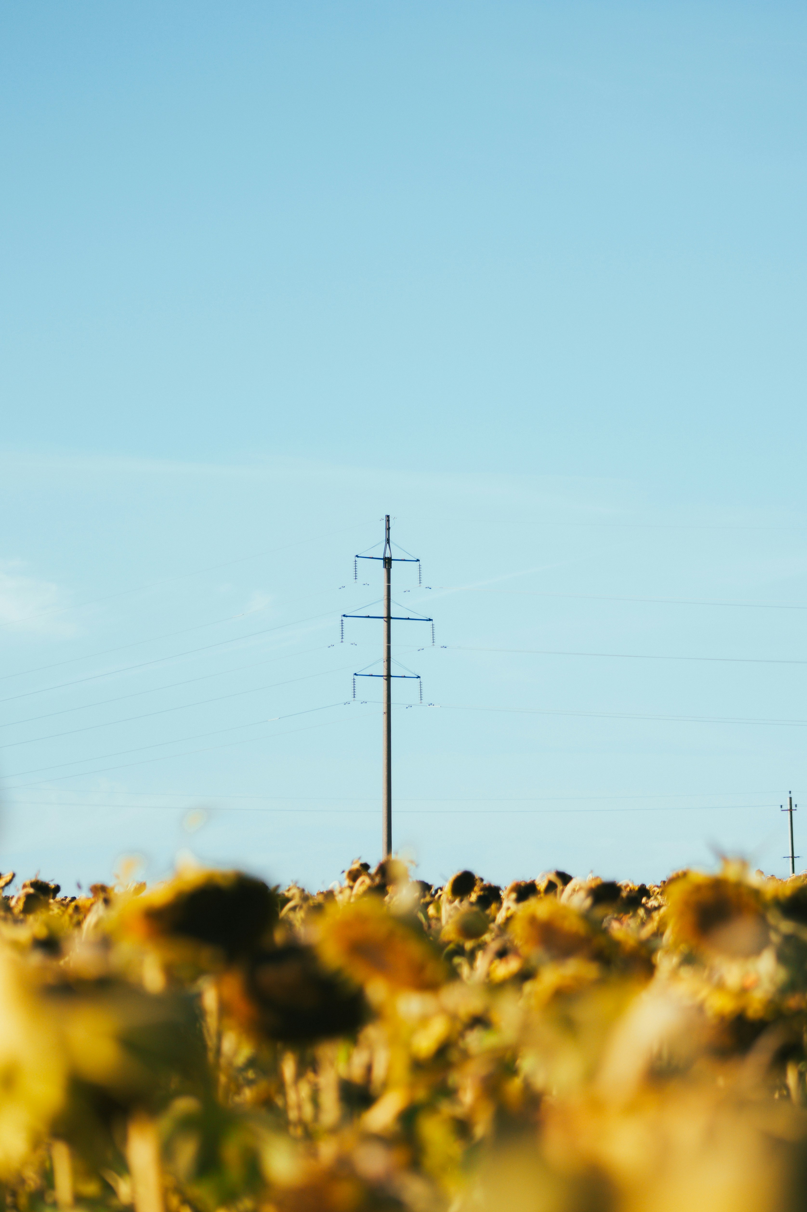Powerline Horizon Over a Sunlit Field