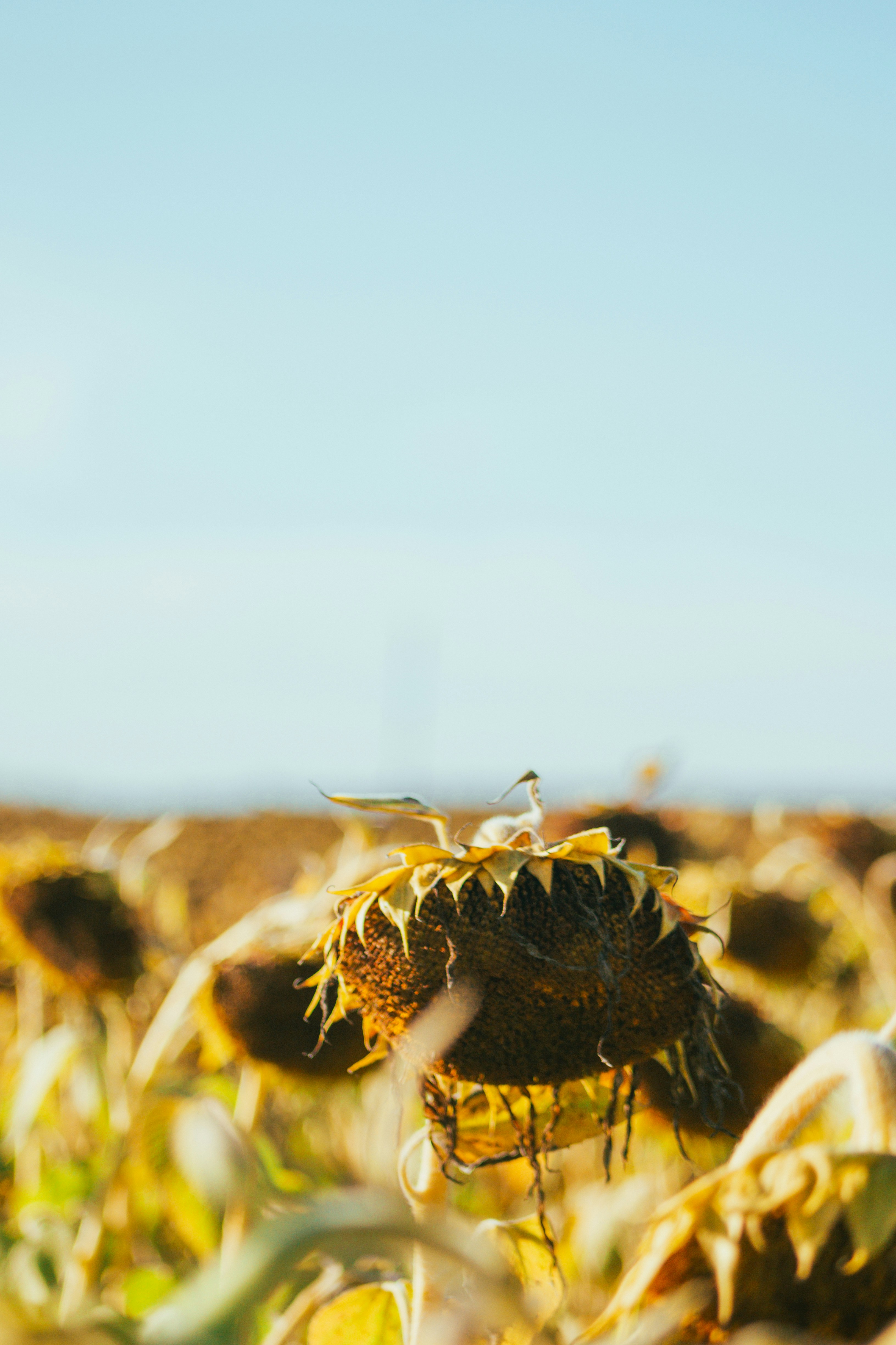 Withered Sunflower Seascape: A Field of Silent Giants
