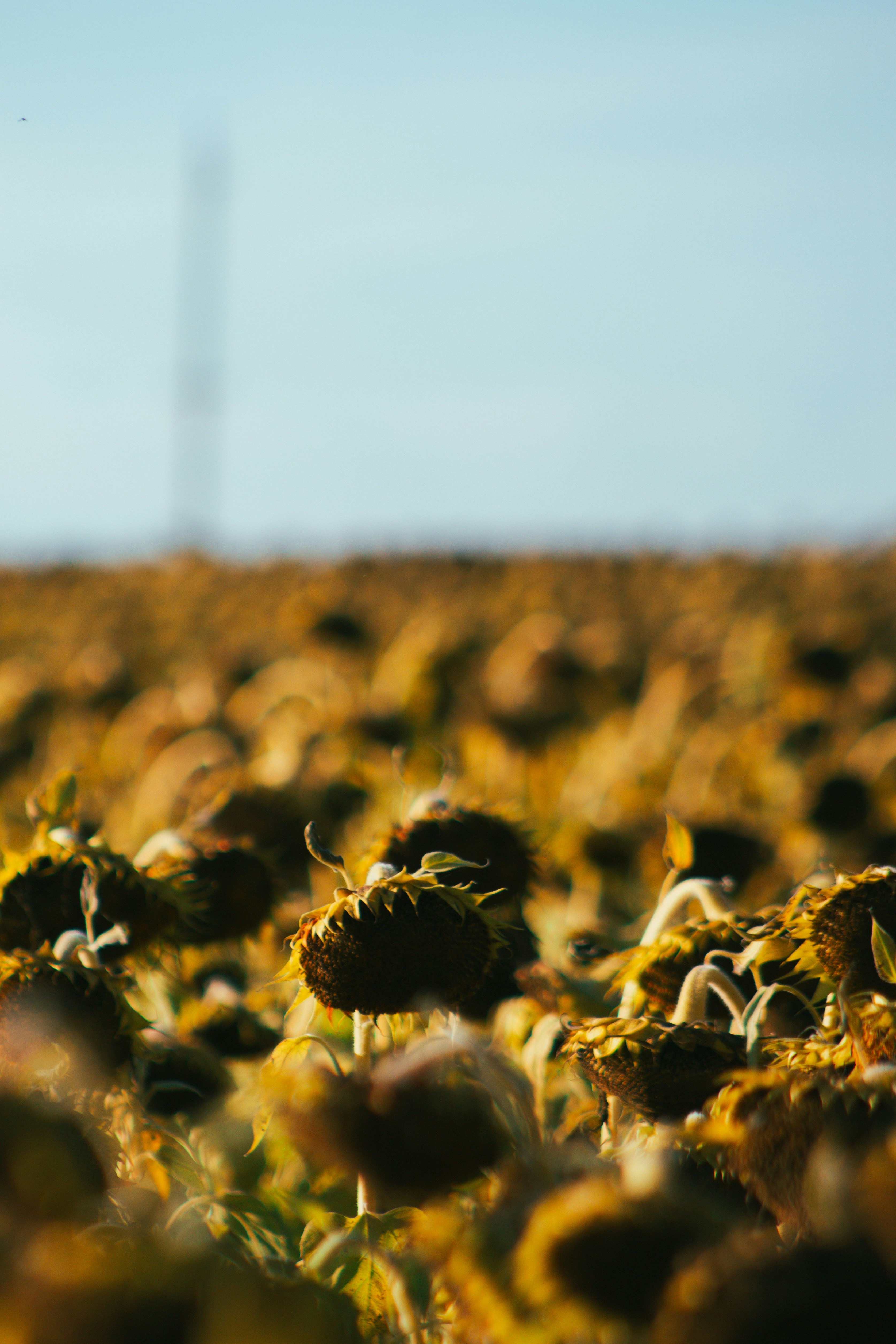 Sunflower Reverie: A Sunlit Field with a Distant Silhouette on the Horizon