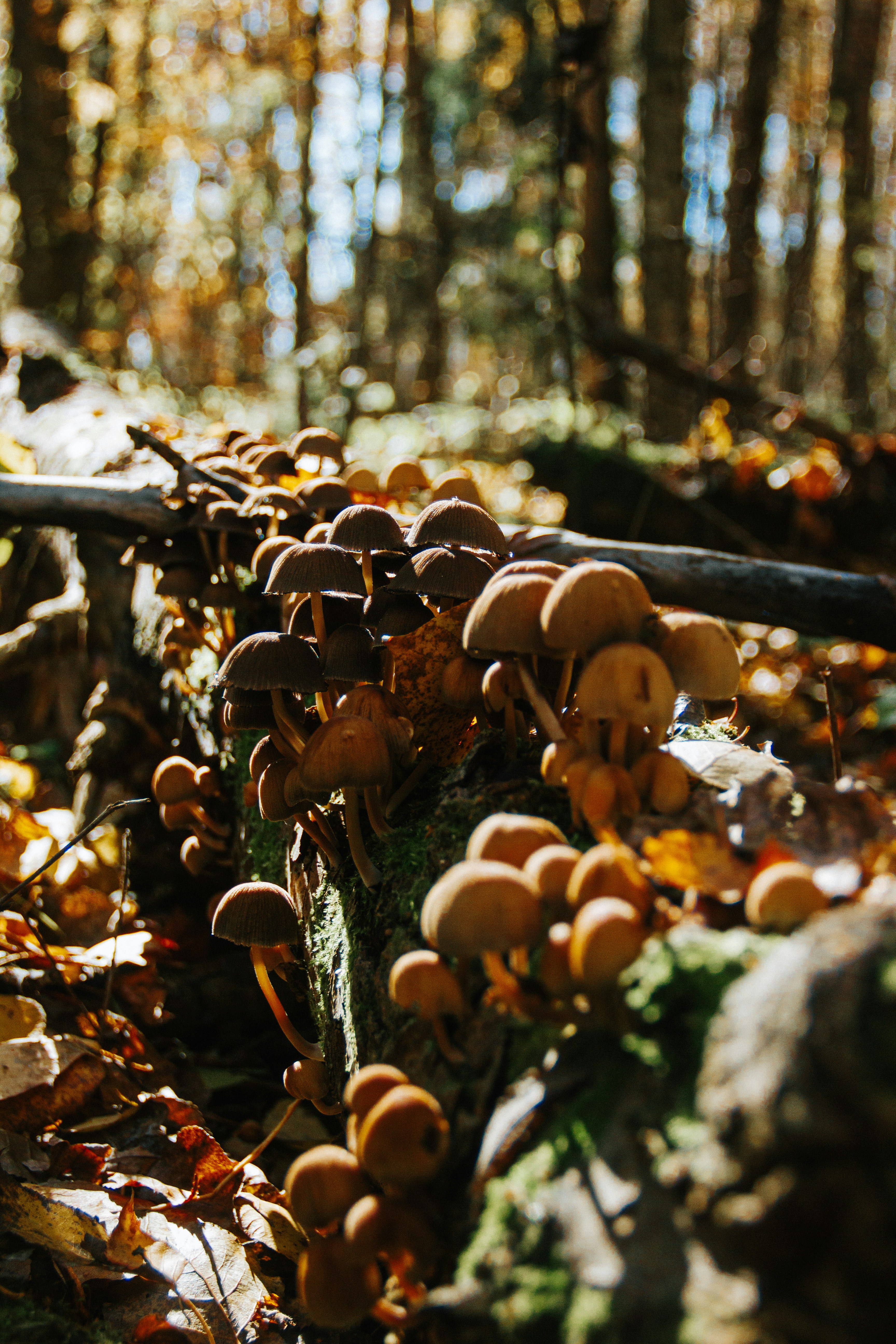 Mushroom Choir on a Mossy Log in Autumn Forest