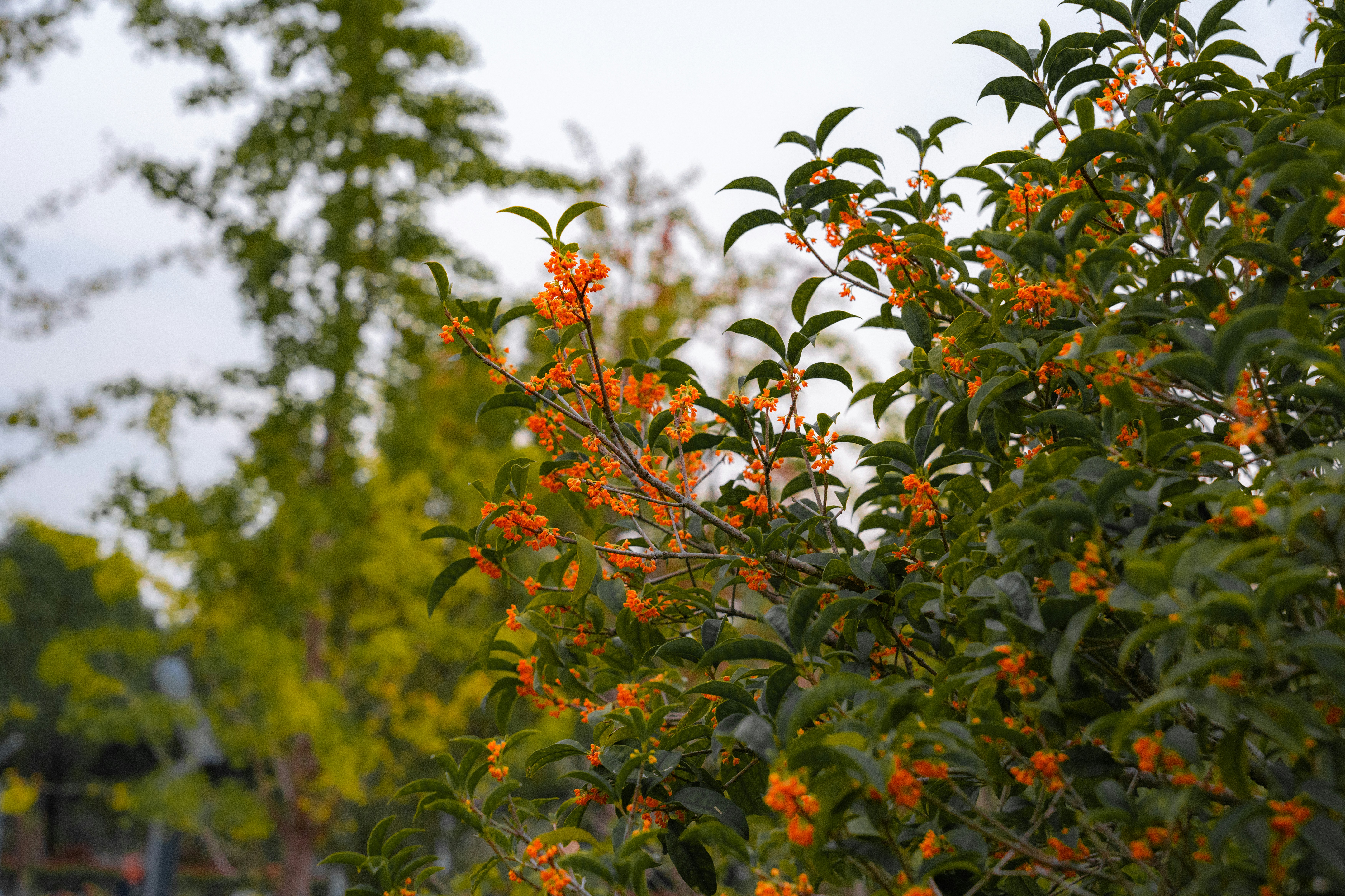 A tree with orange flowers photo – Free 桂花 Image on Unsplash