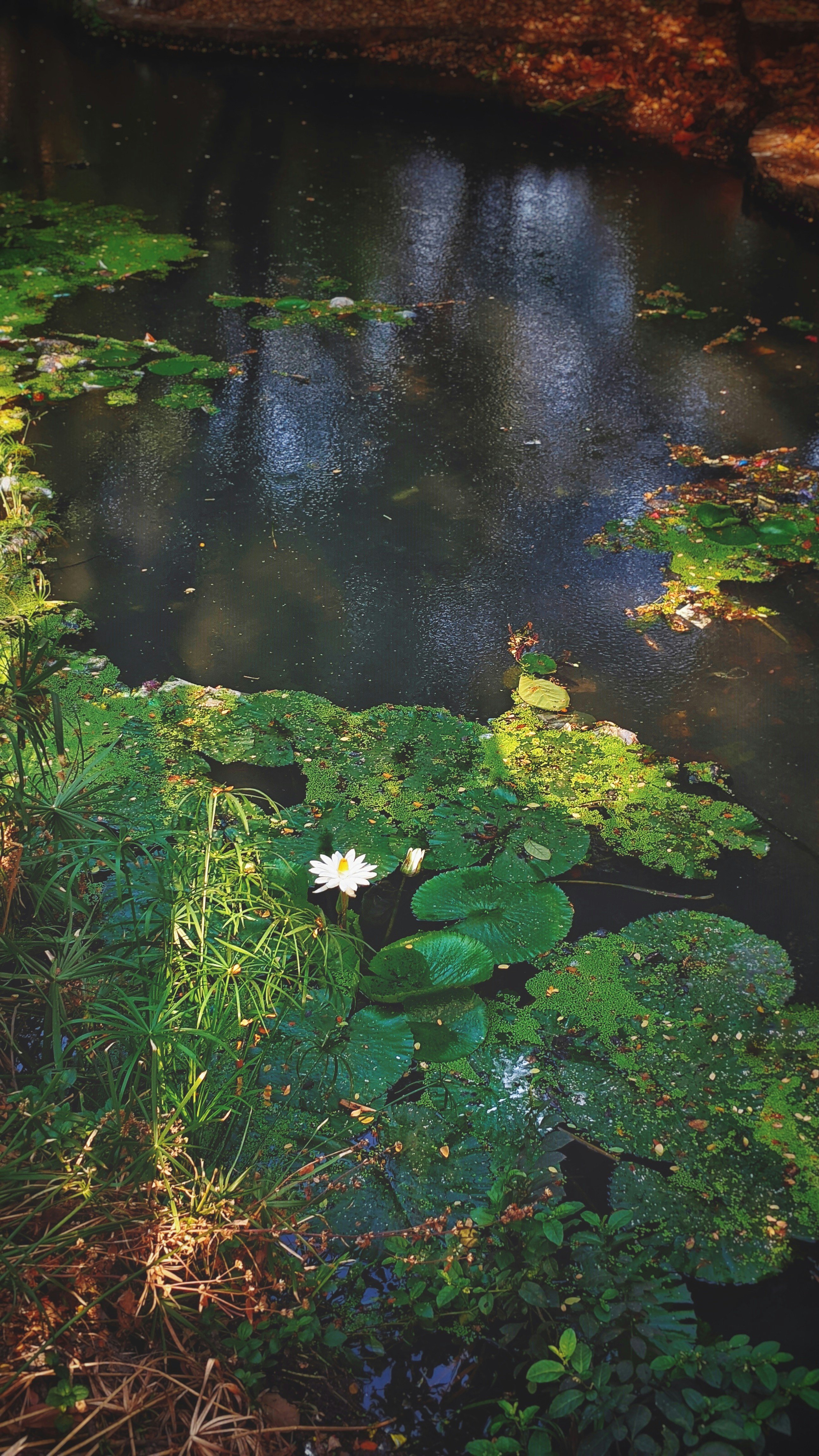 White water lilies bloom gracefully on a tranquil pond, surrounded by vibrant green lily pads and soft reflections of trees above.