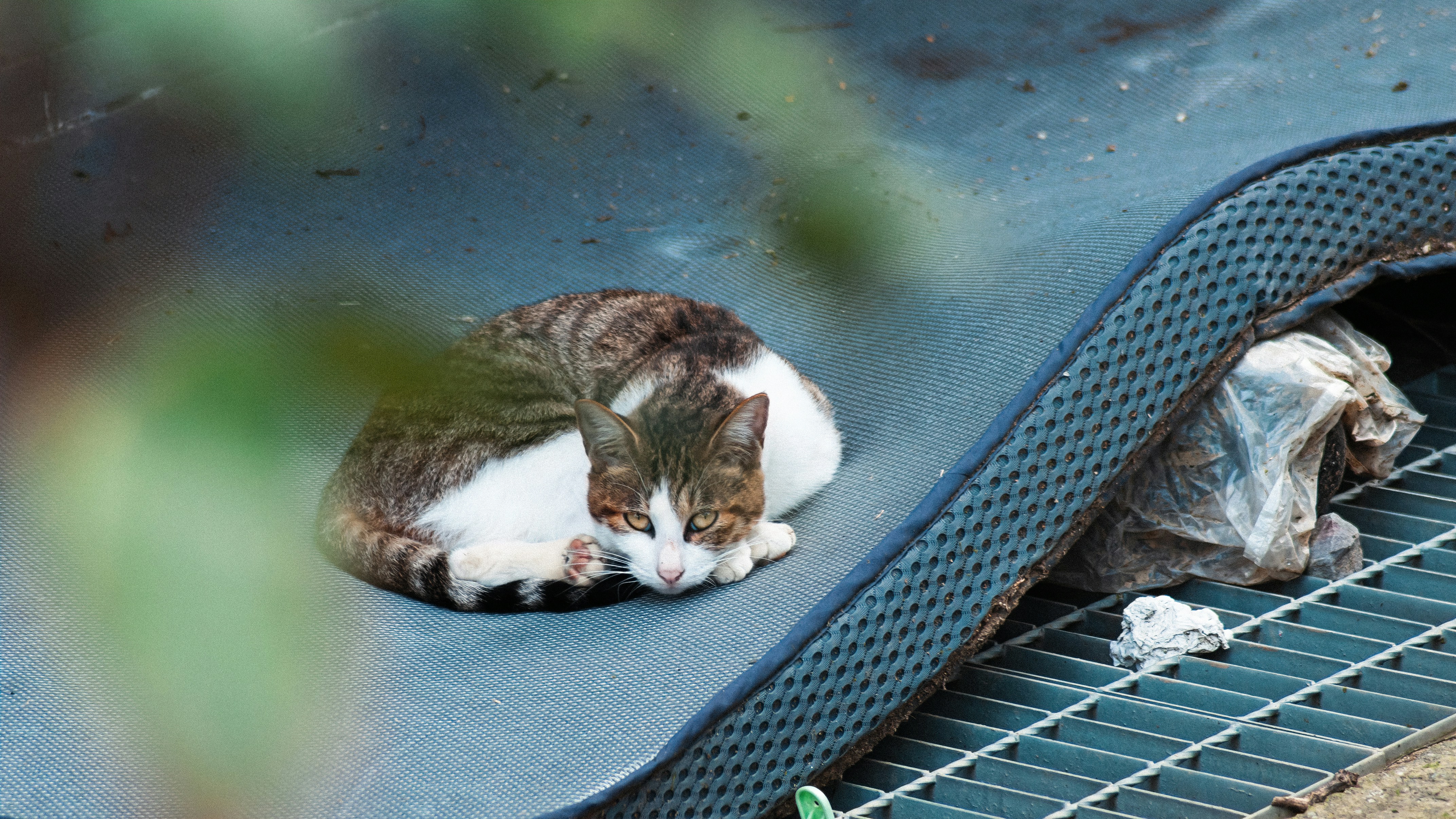 a cat lying on a blue mat