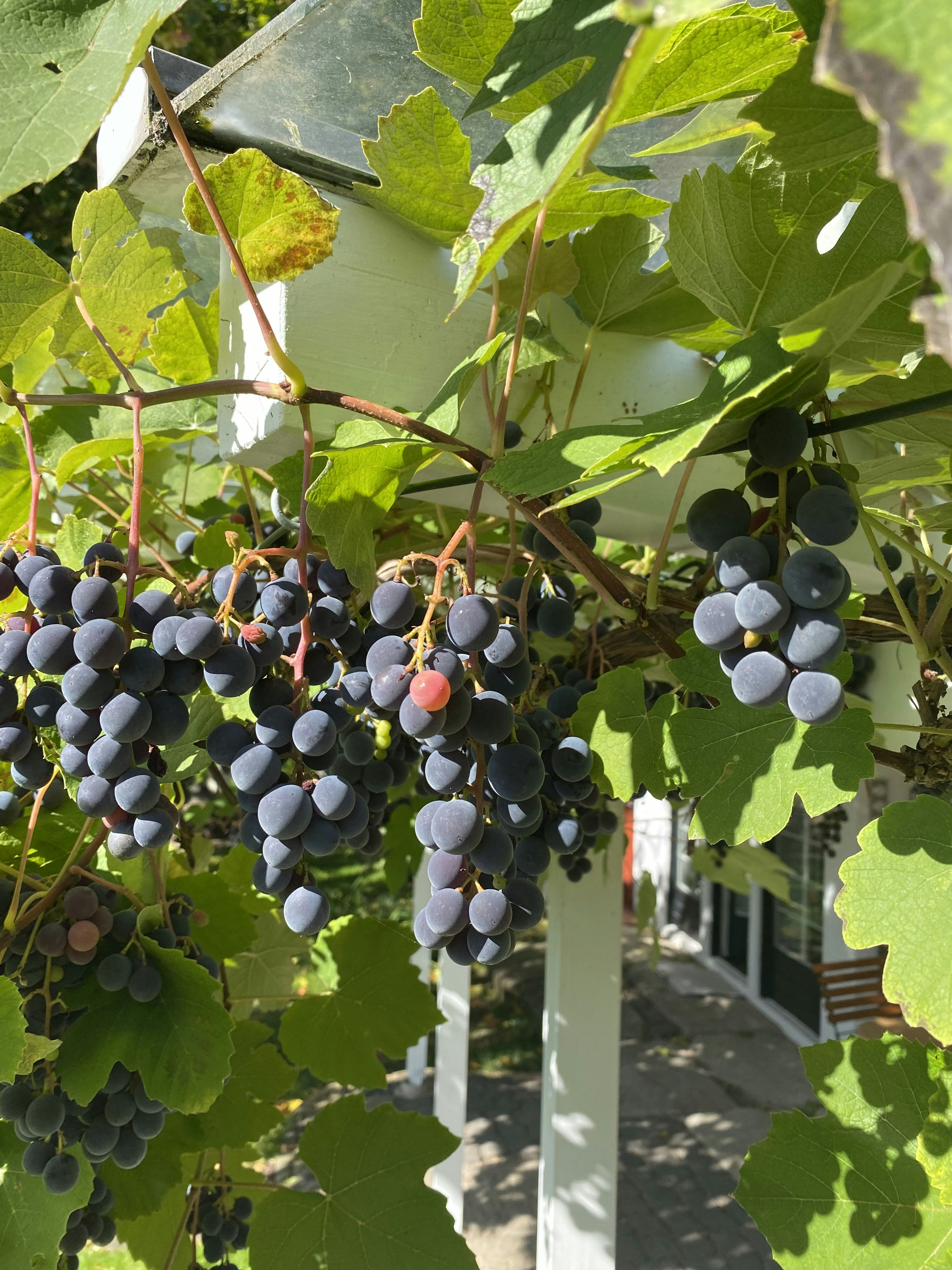 Grapes
