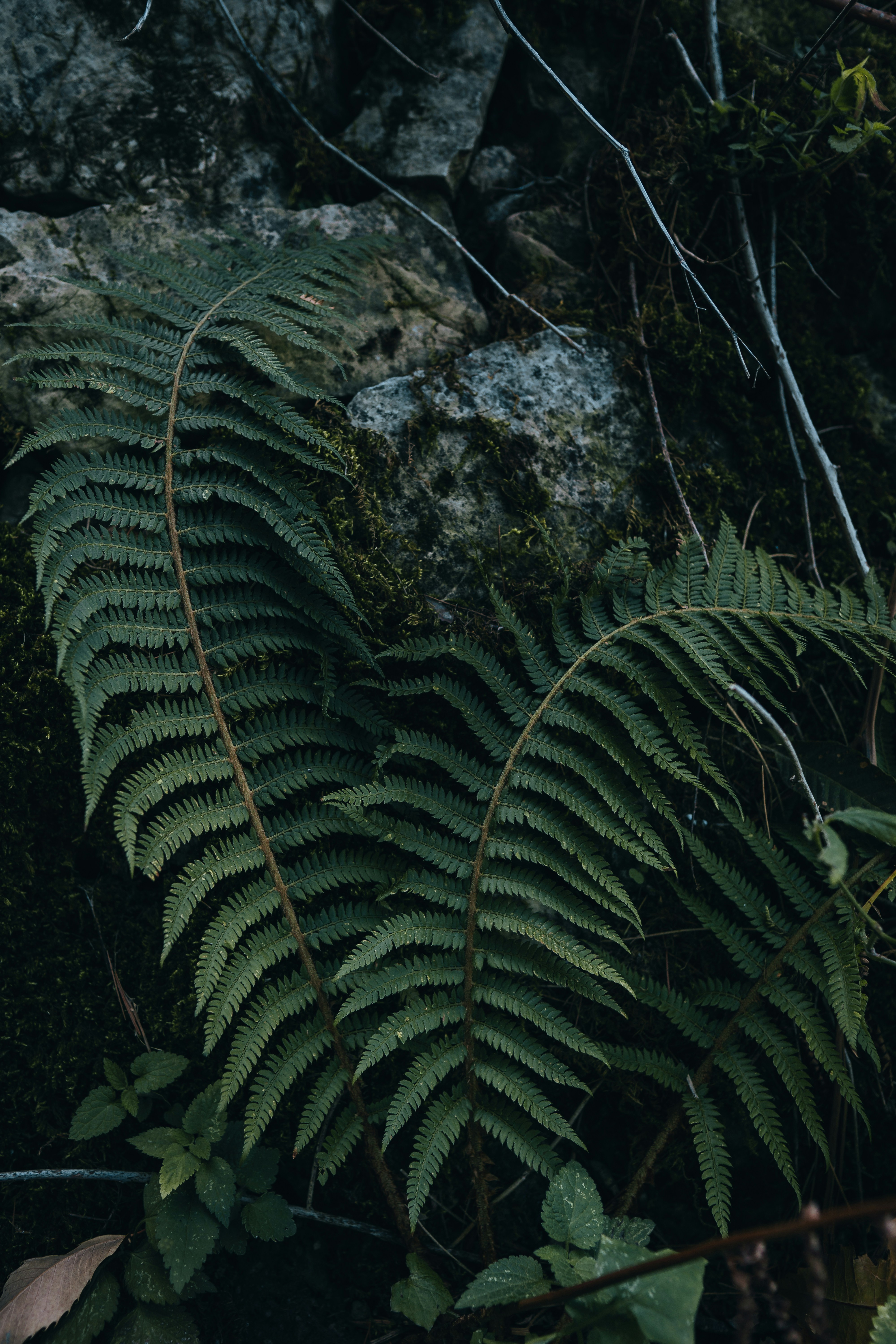 Photo by Andrei R. Popescu with Sony Alpha 6000