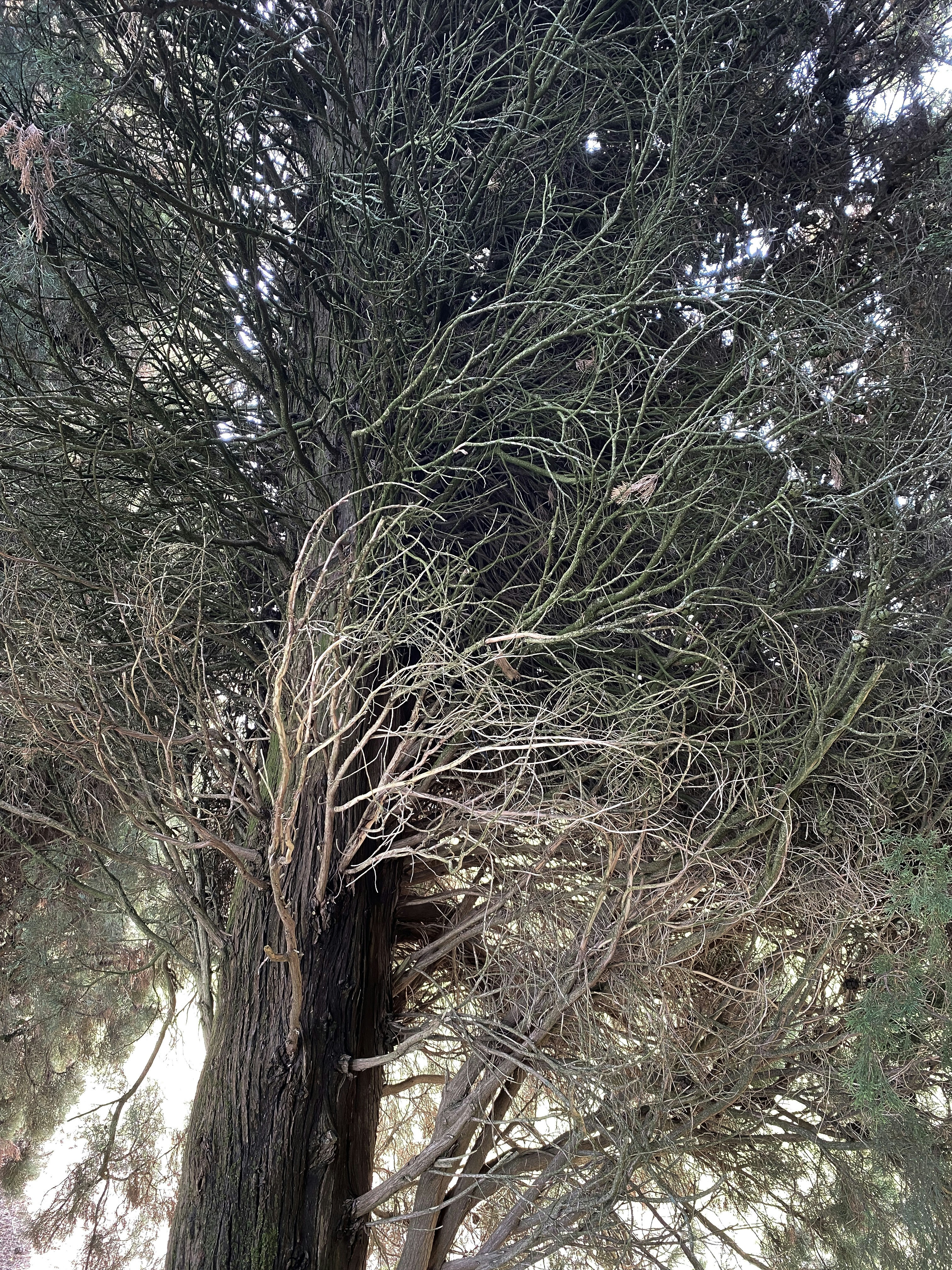 Whorl of Twigs: A Weathered Tree's Quiet Convergence
