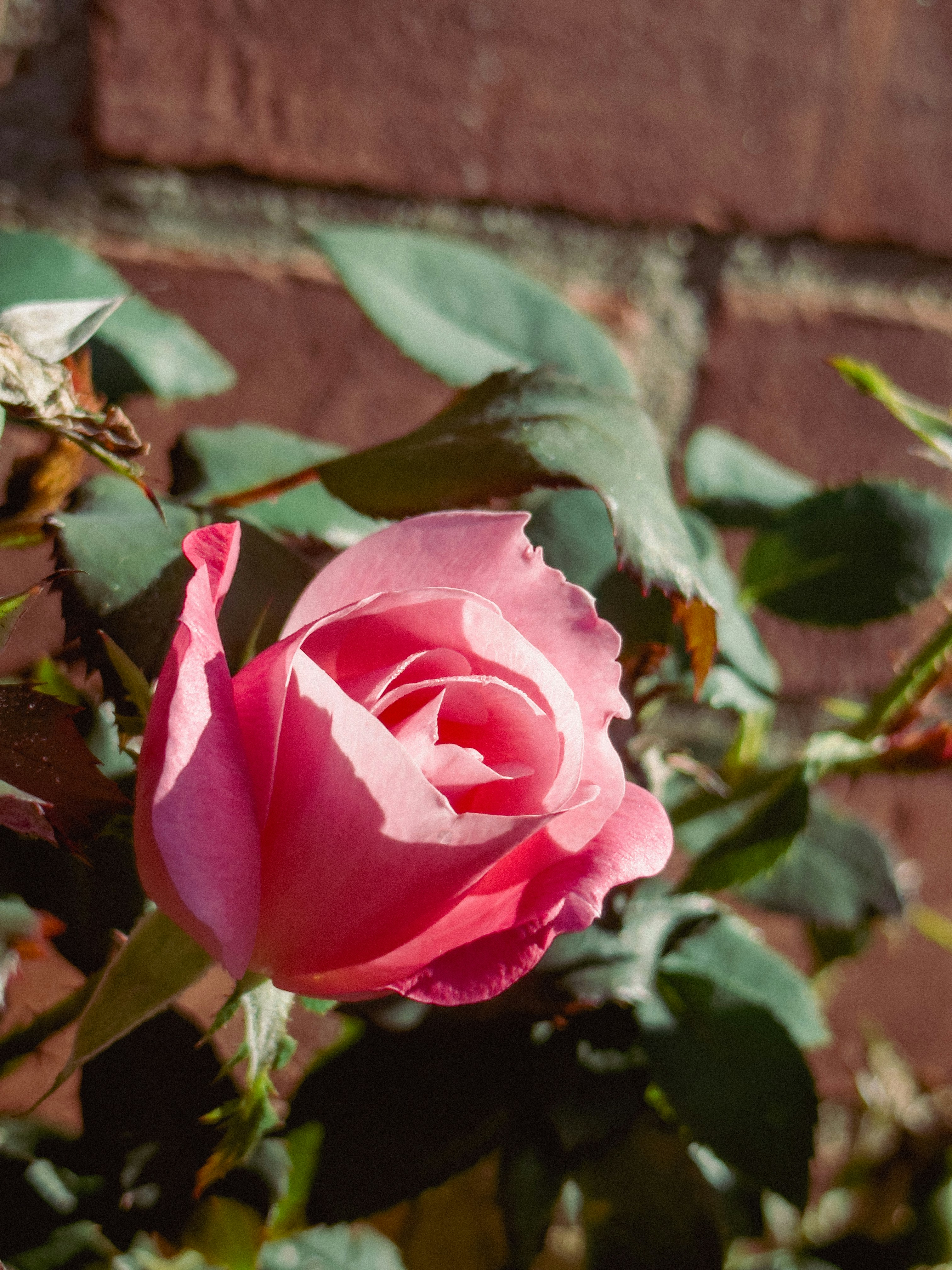 Tim Bish (@tjsocoz) | Unsplash Photo Community