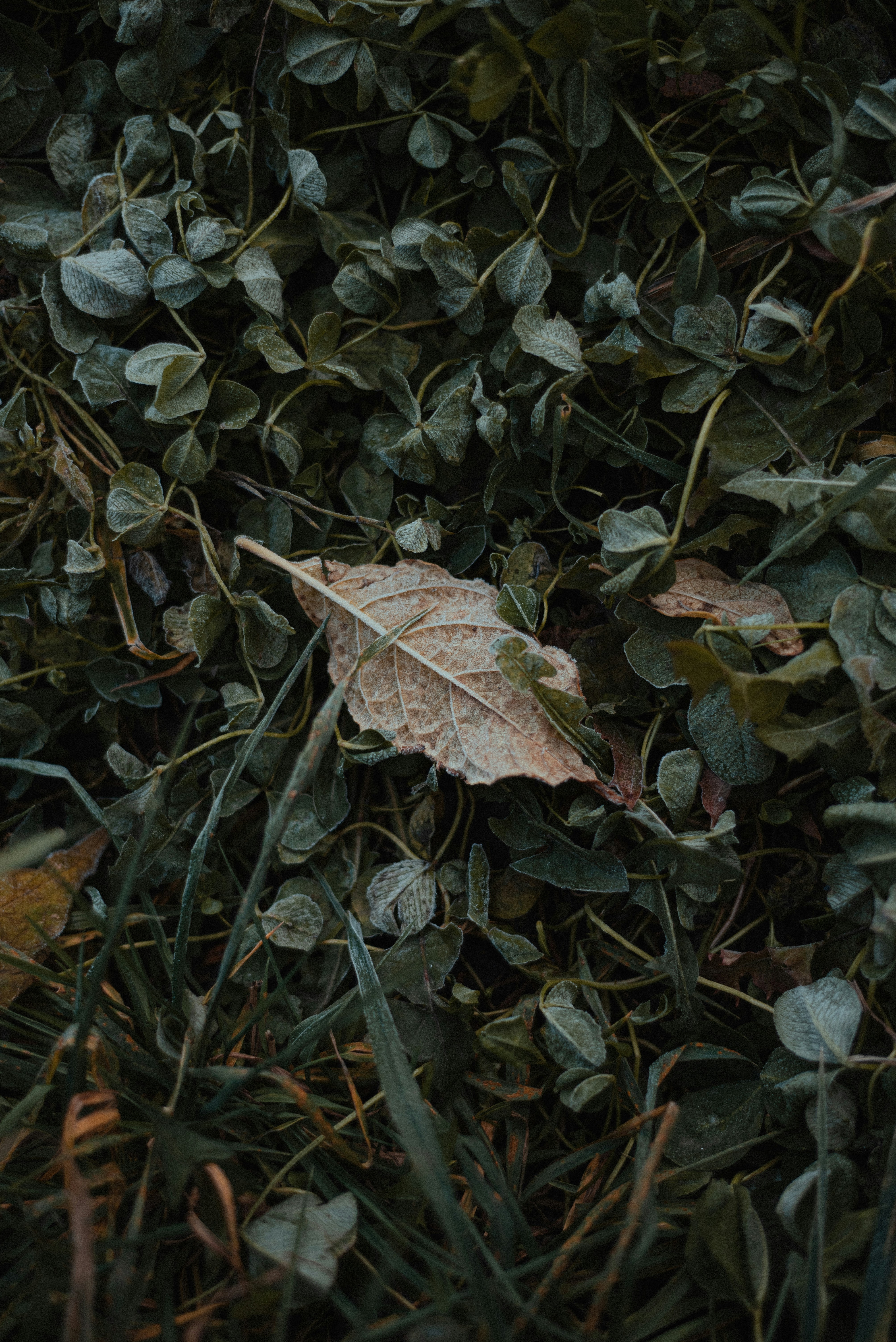 a butterfly on a leaf