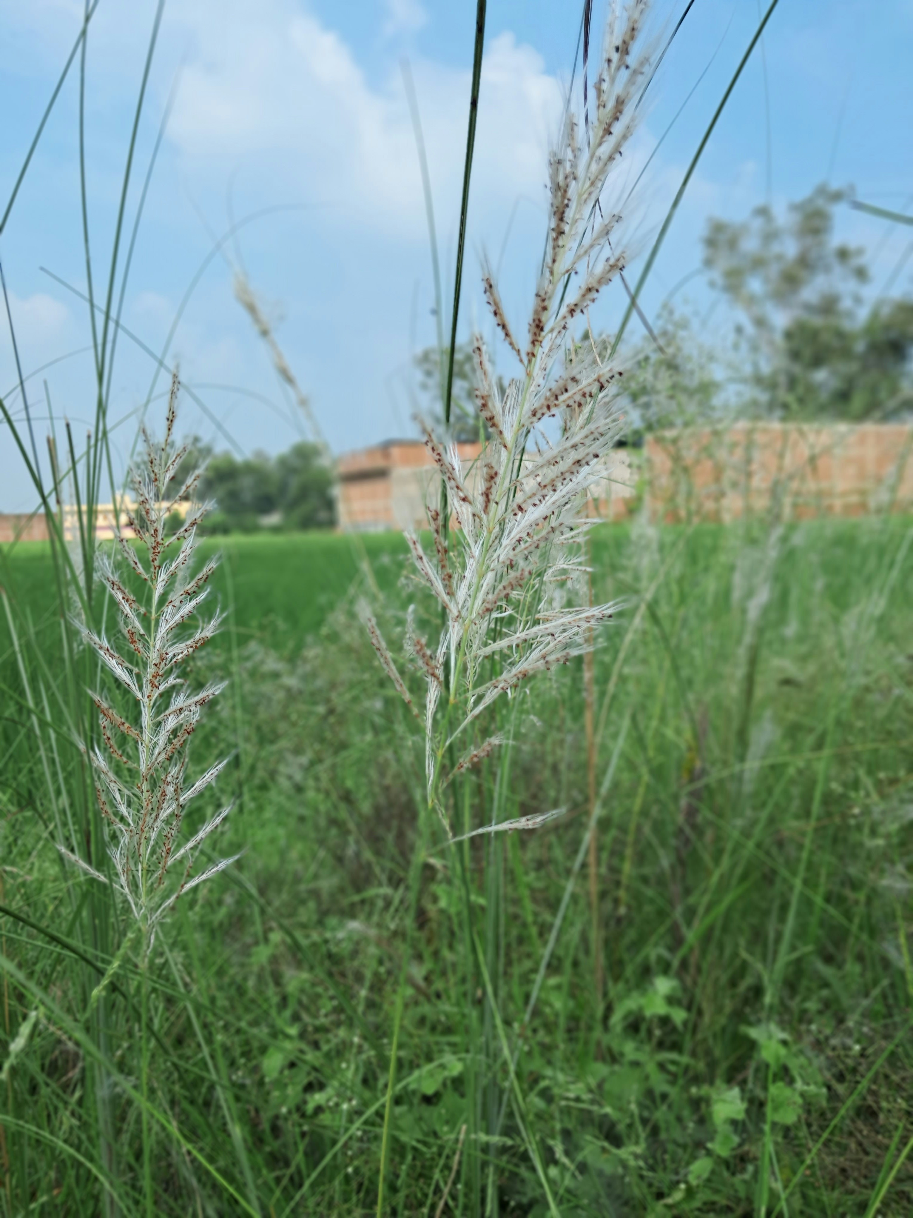 Whispers of Dune Grass in the Quiet Field