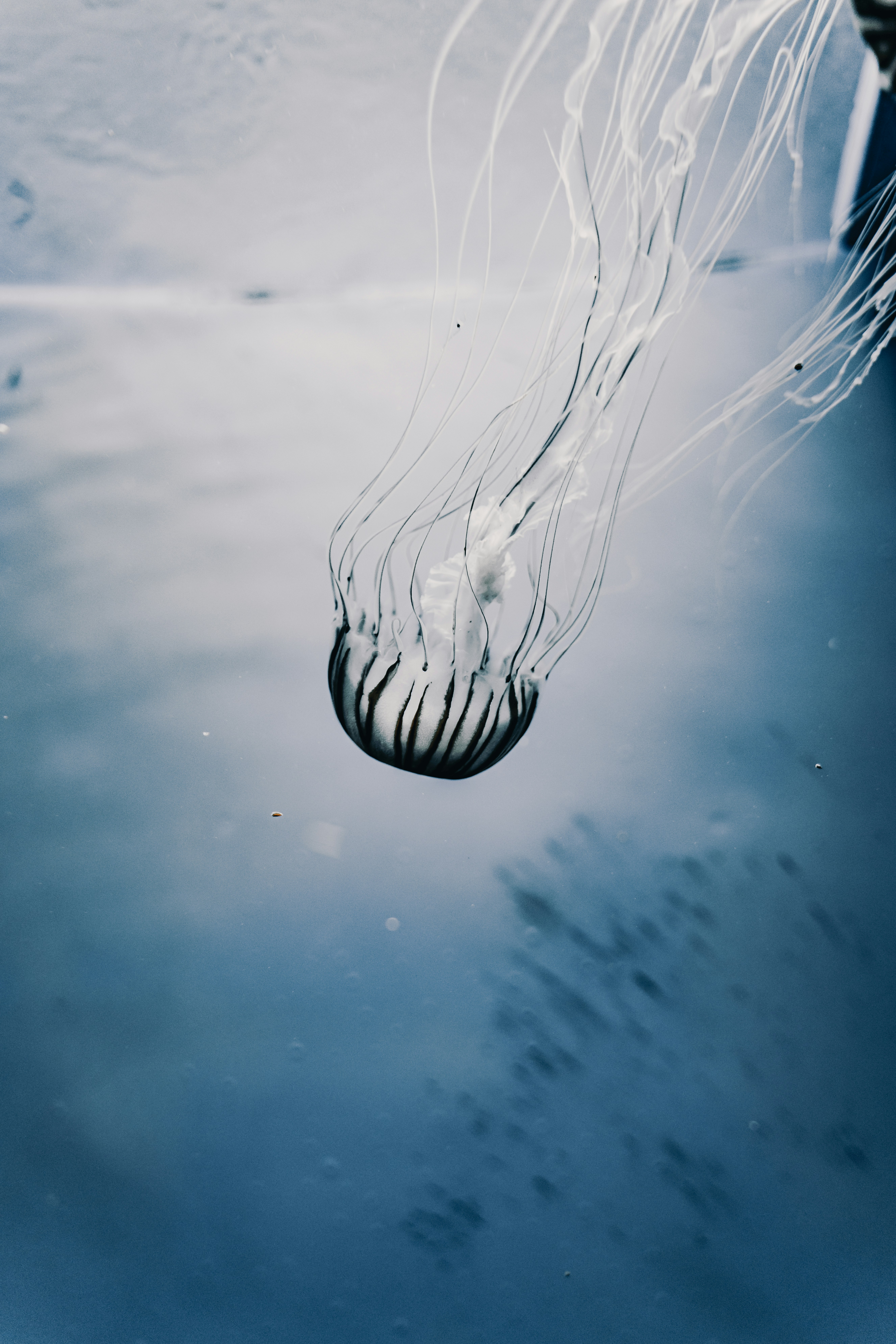 Blue Drift: a solitary jellyfish sails through quiet ocean light