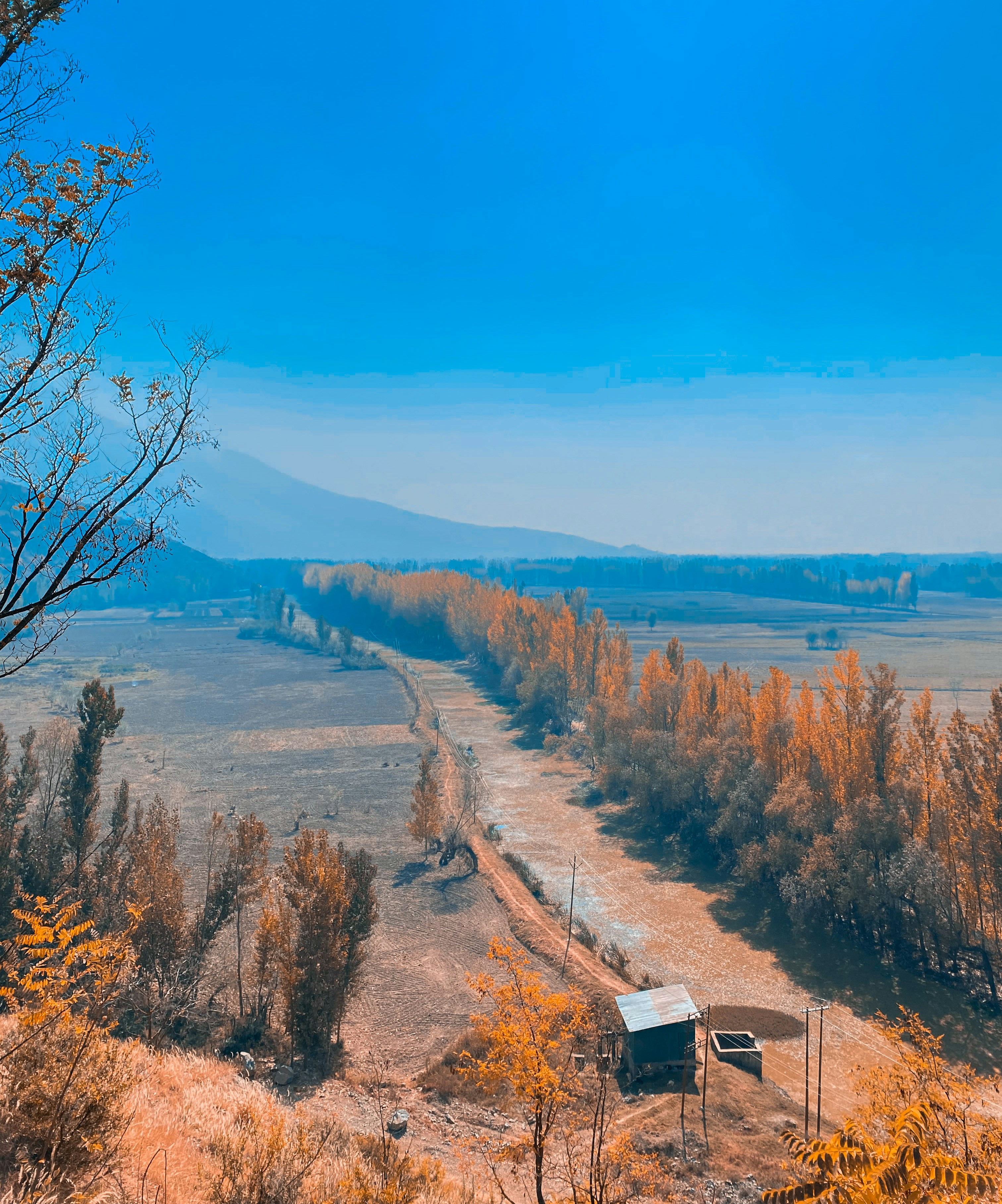 Autumn Corridor: A Winding Dirt Road Through Orange Pines