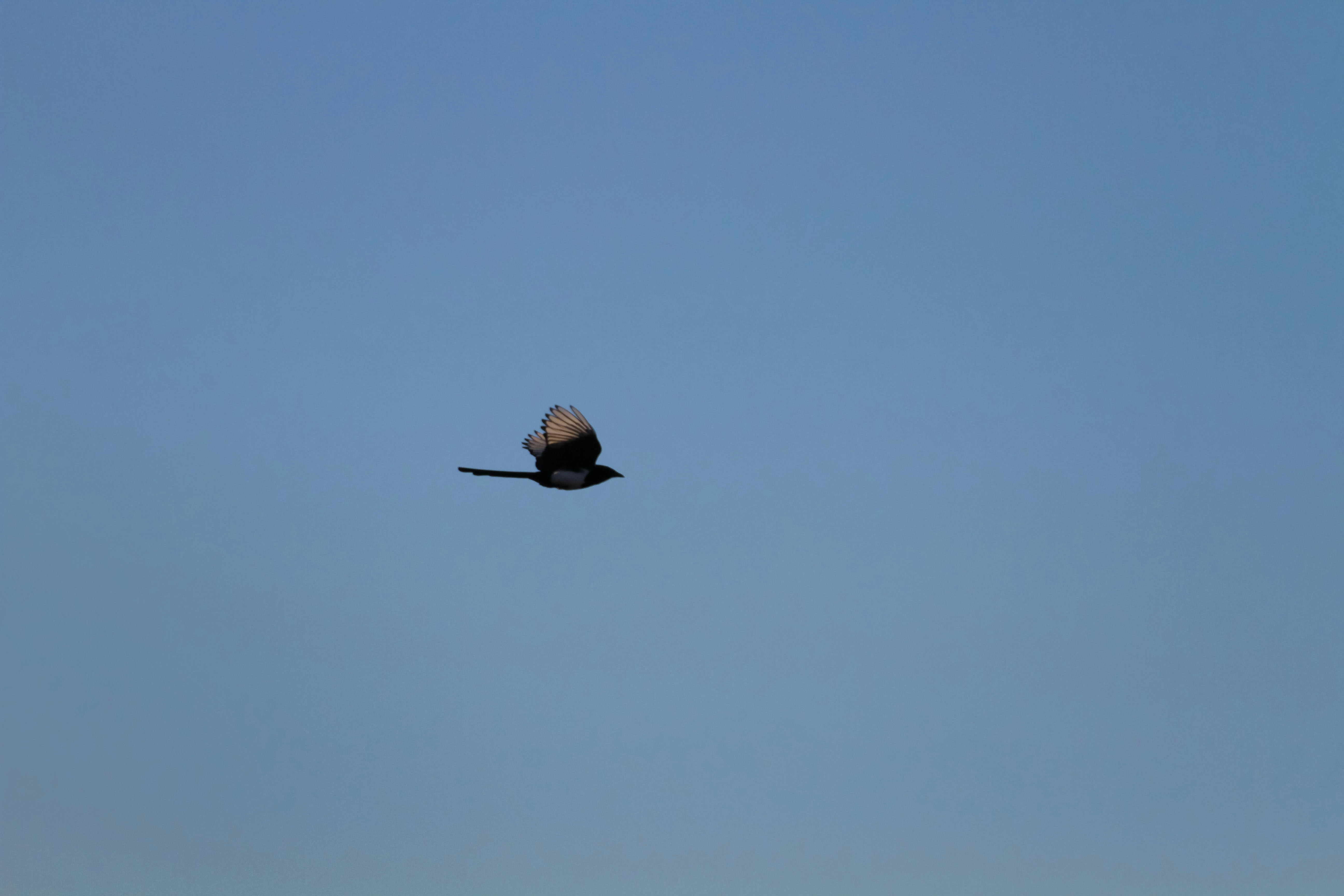 Winged silhouette against a vast cobalt sky