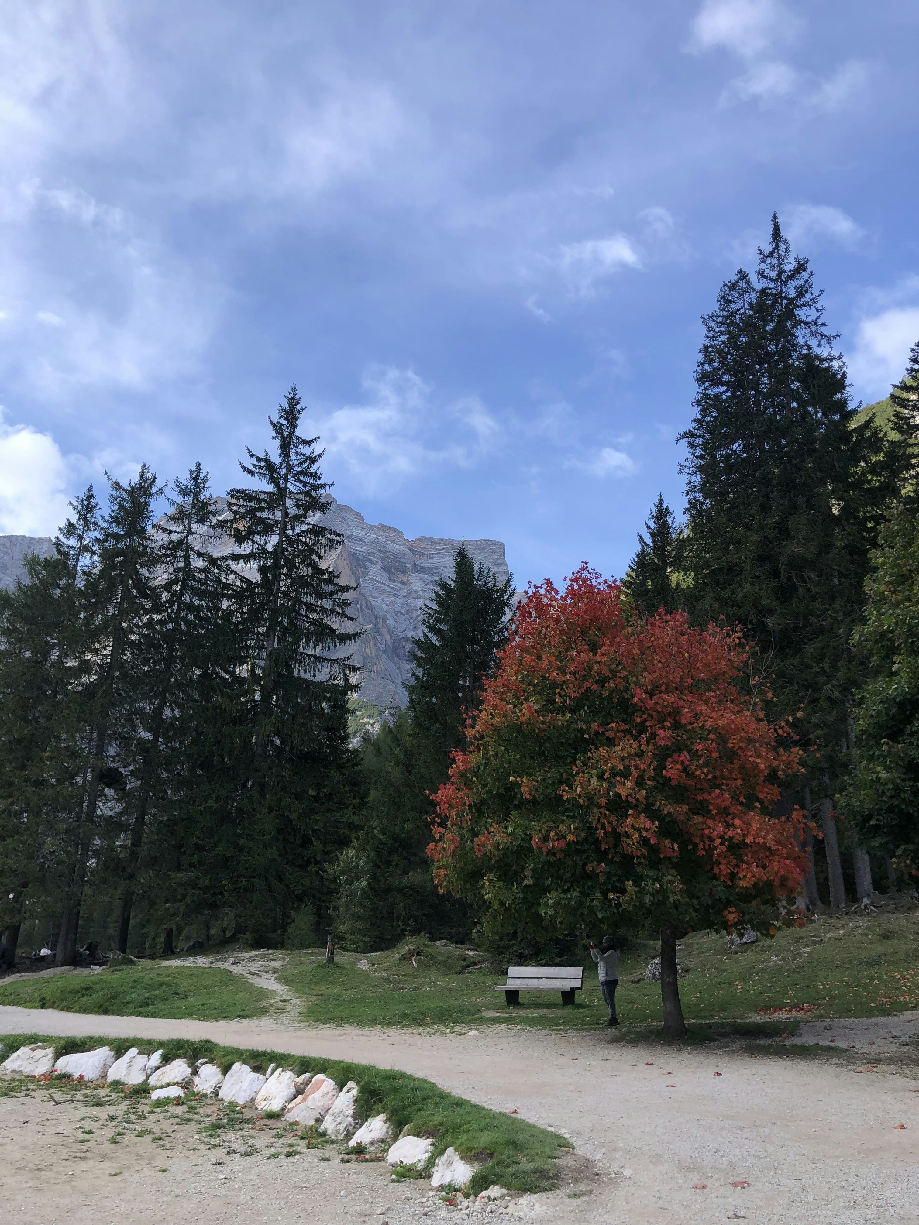 Vibrant red tree stands prominently against a backdrop of towering mountains and lush greenery, capturing the essence of autumn in a serene outdoor setting.