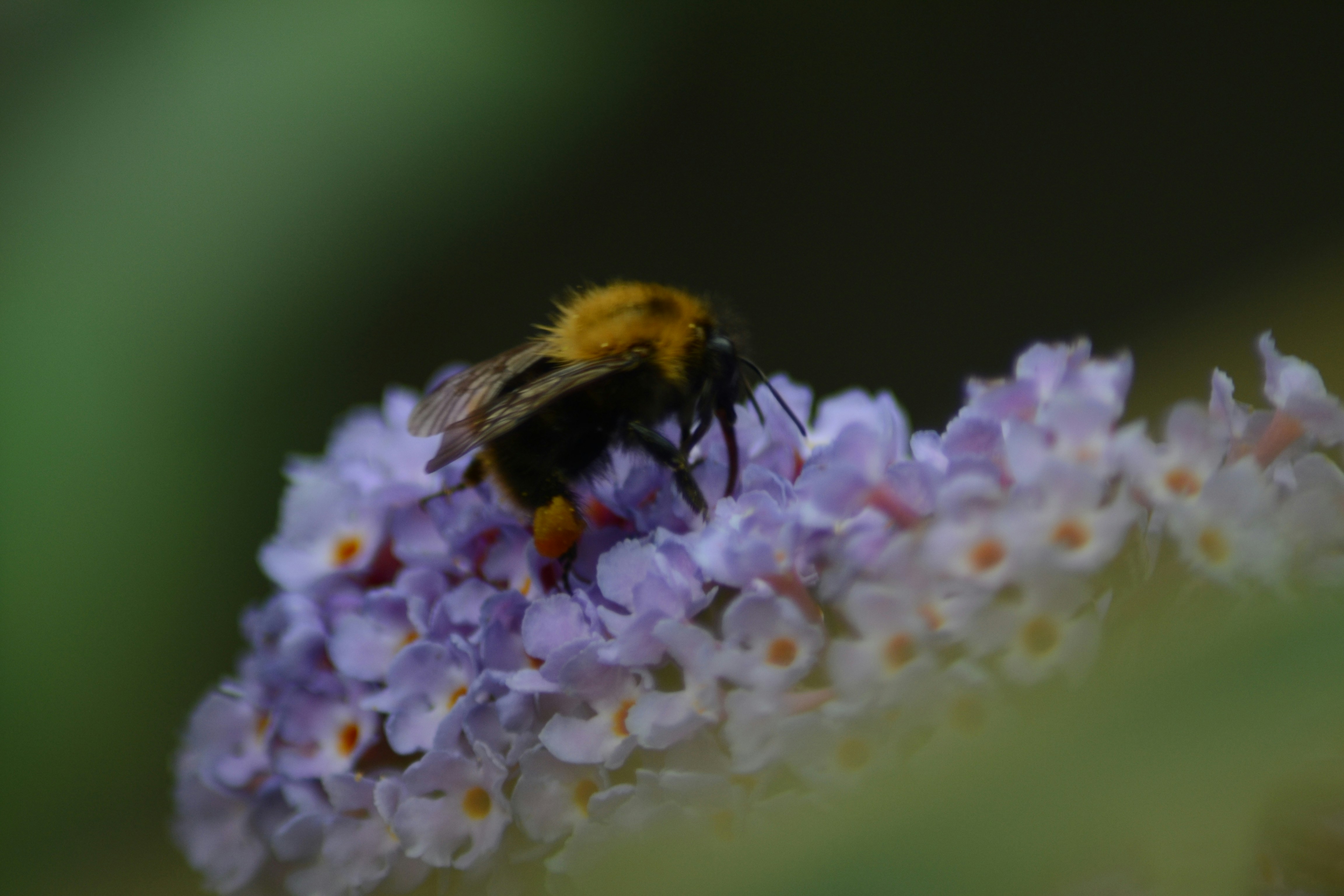 Macro Rendezvous: a Bumblebee Foraging on Lavender-Tinted Verbena Blossoms