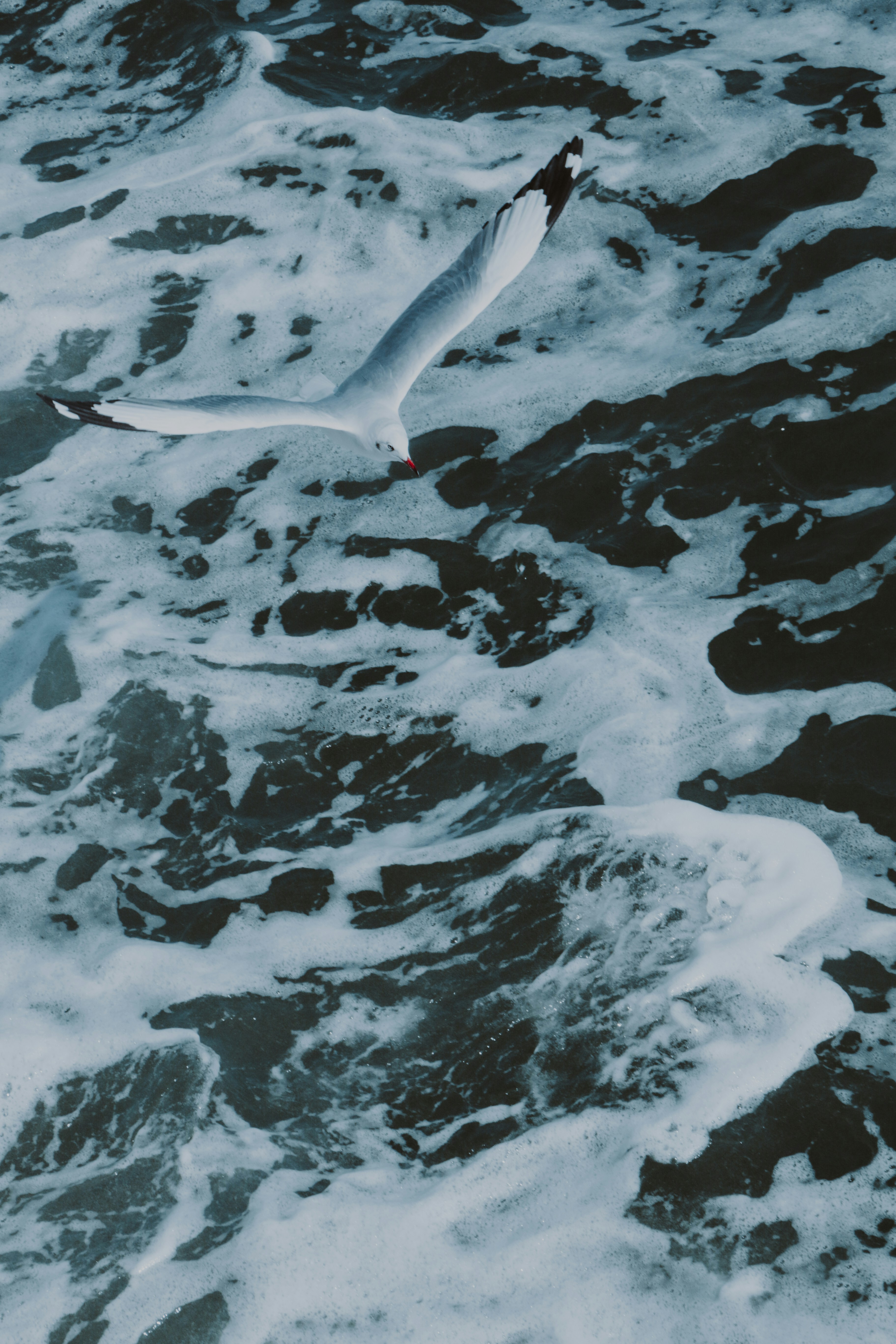 a bird flying over waterNeha Maheen Mahfin