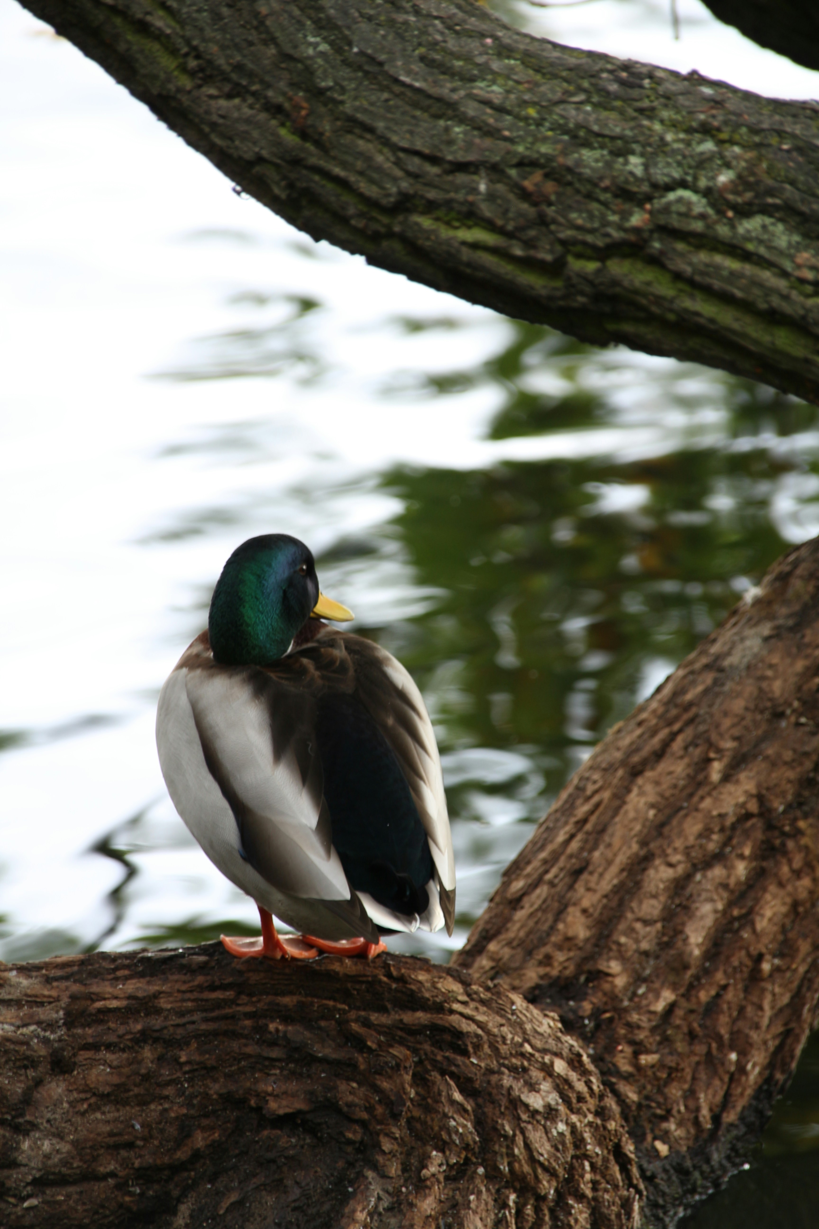 Green-headed Duck Perched on a Tree Trunk Overlooking Quiet Water