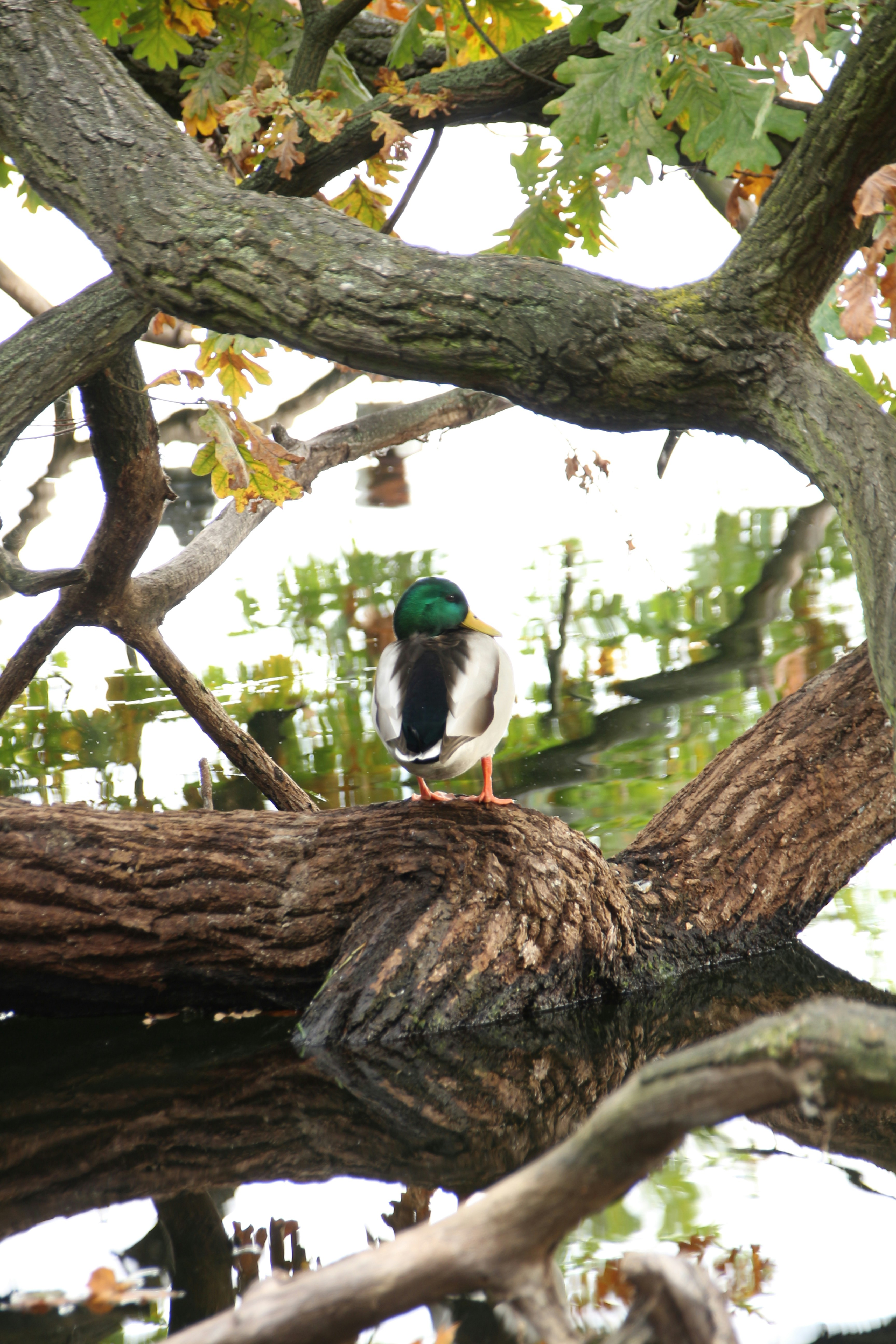 Verdant Mallard Perch on a Weathered Log by the Quiet Pond