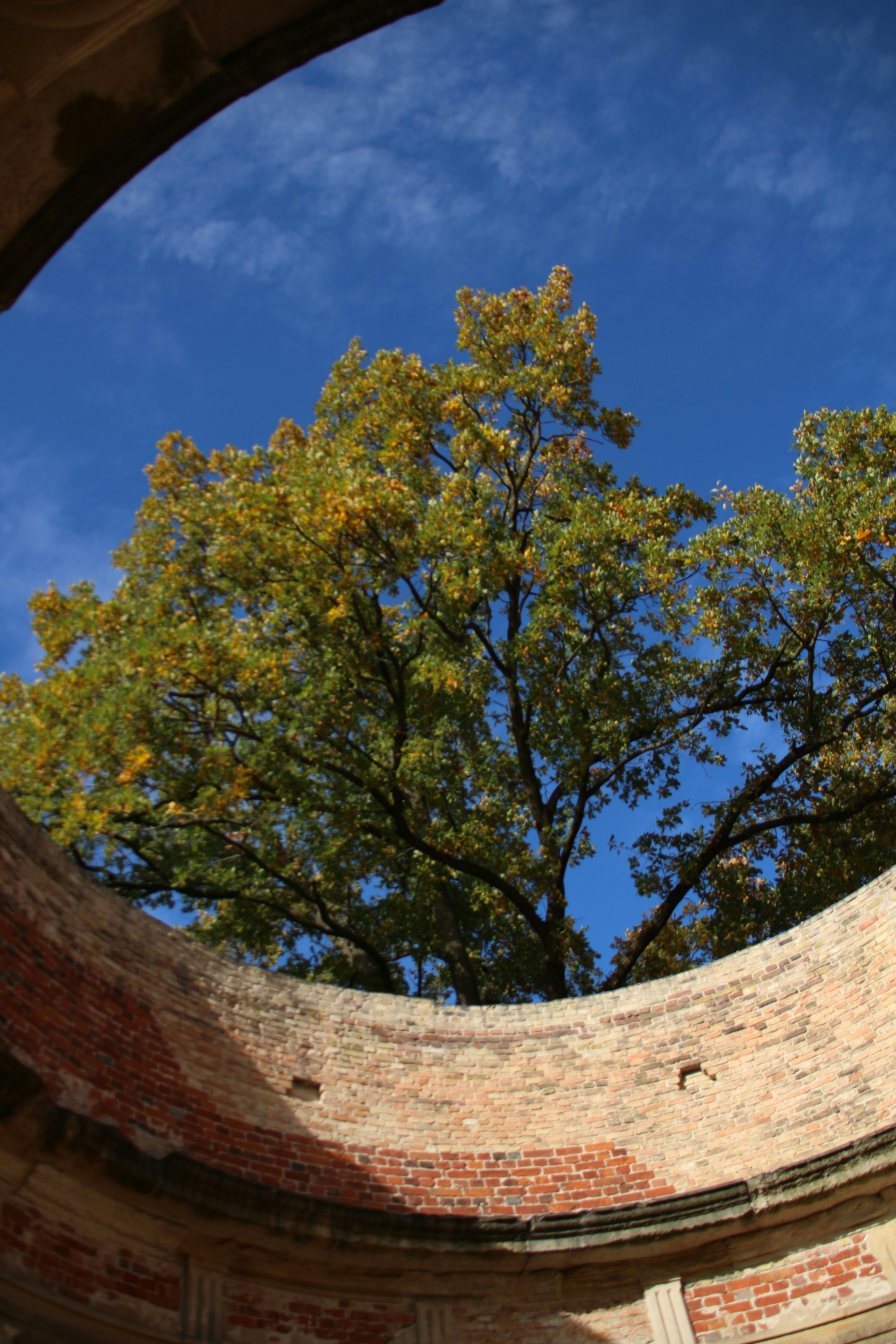 a tree on a roof