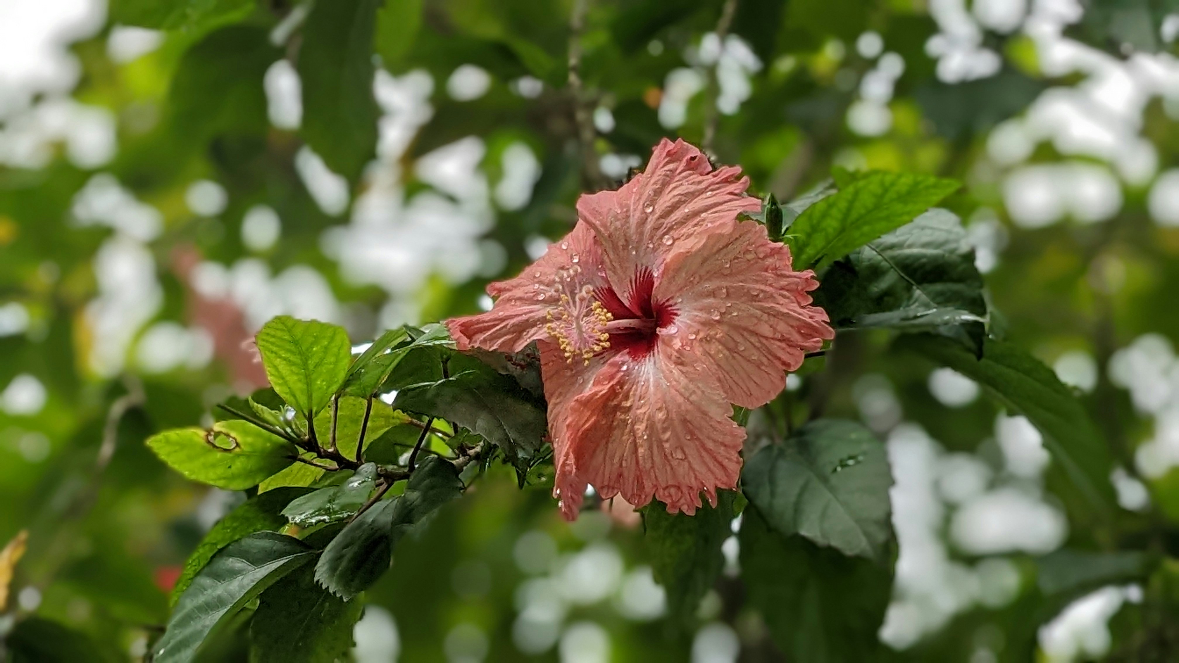 Pink hibiscus blooms amid emerald foliage with soft bokeh backdrop