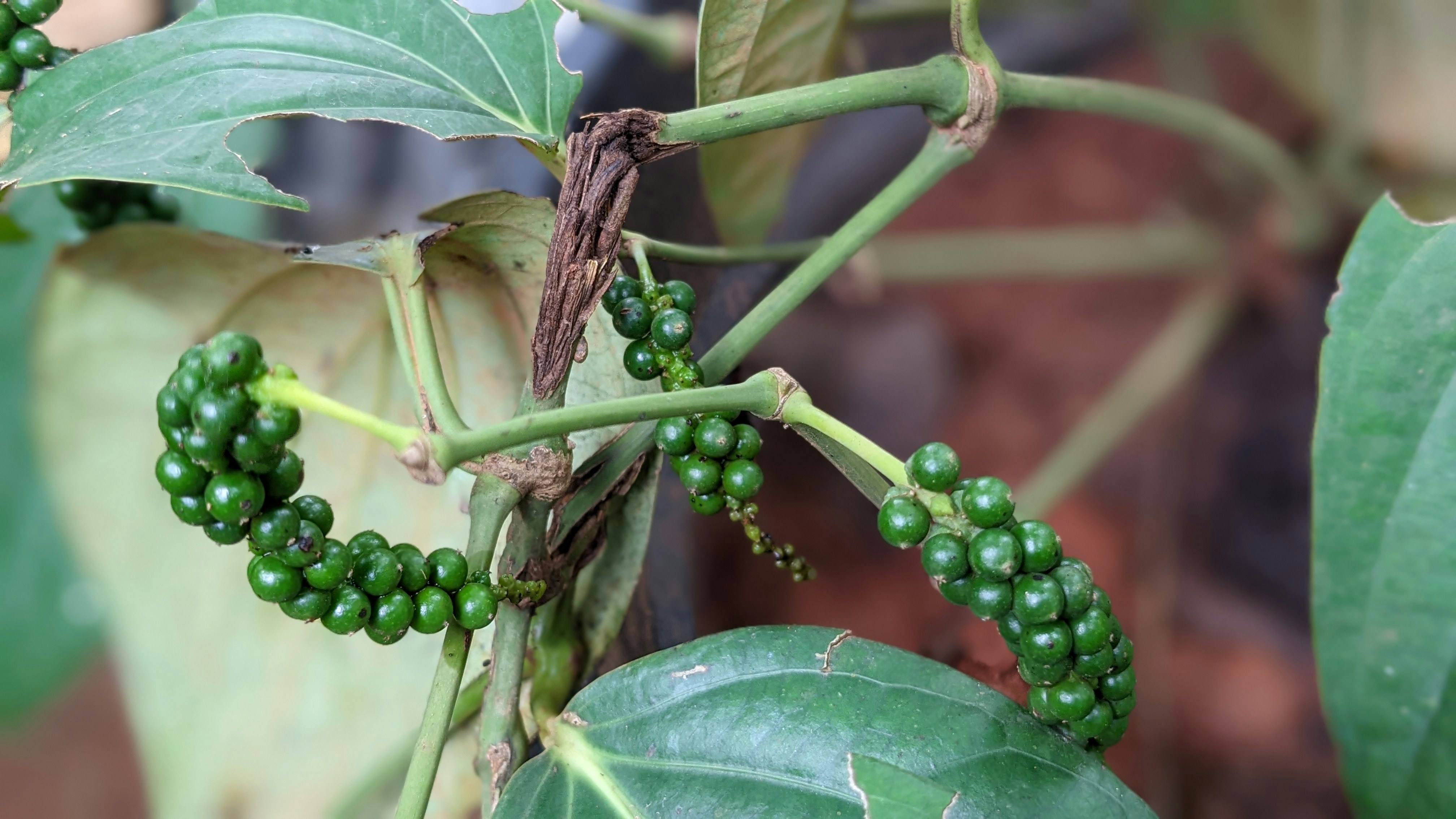 Vine of Green Orbs: Close-Up of Bursting Pepper-like Berries