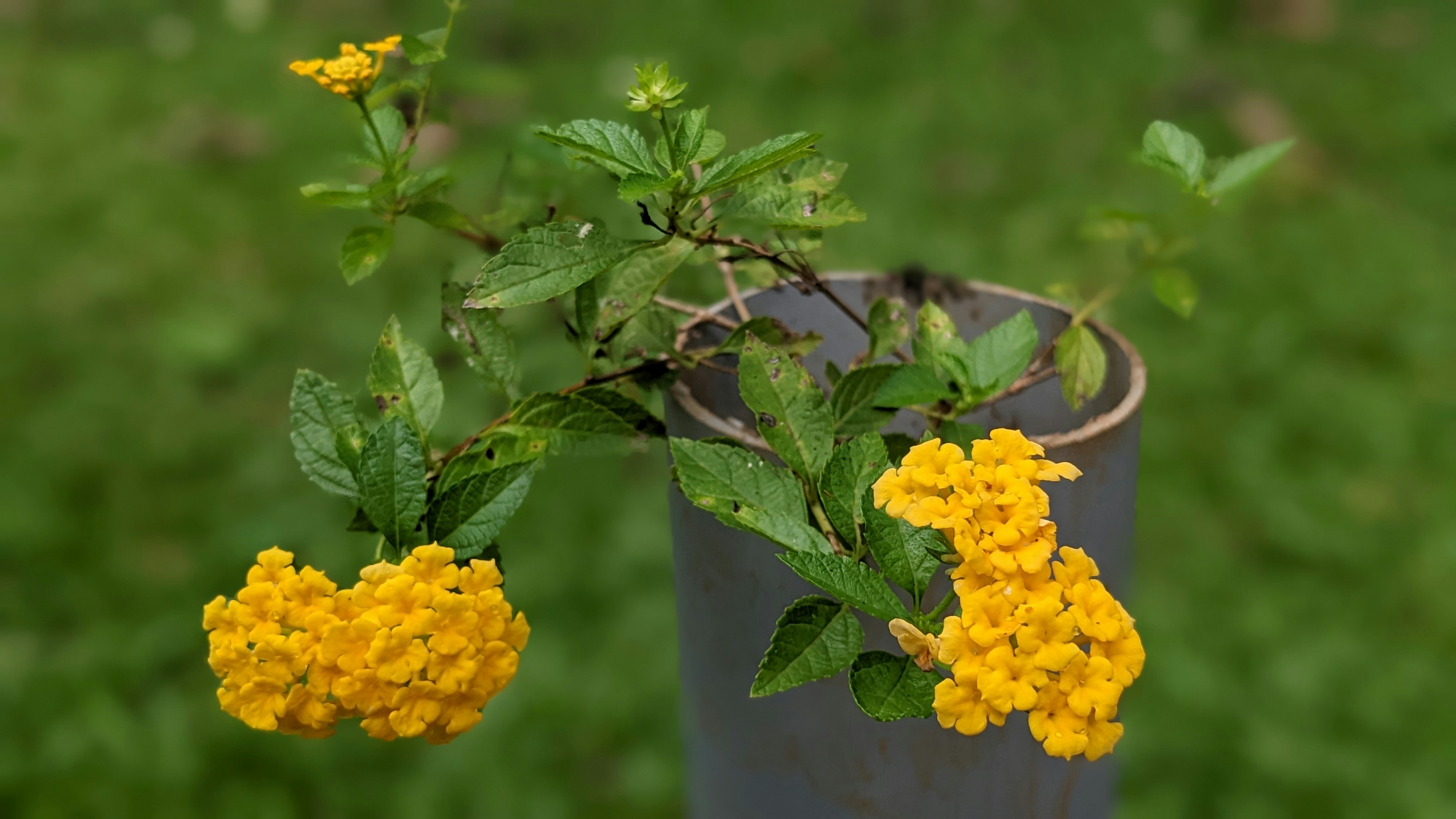 A butterfly on a flower photo – Free Kerala Image on Unsplash