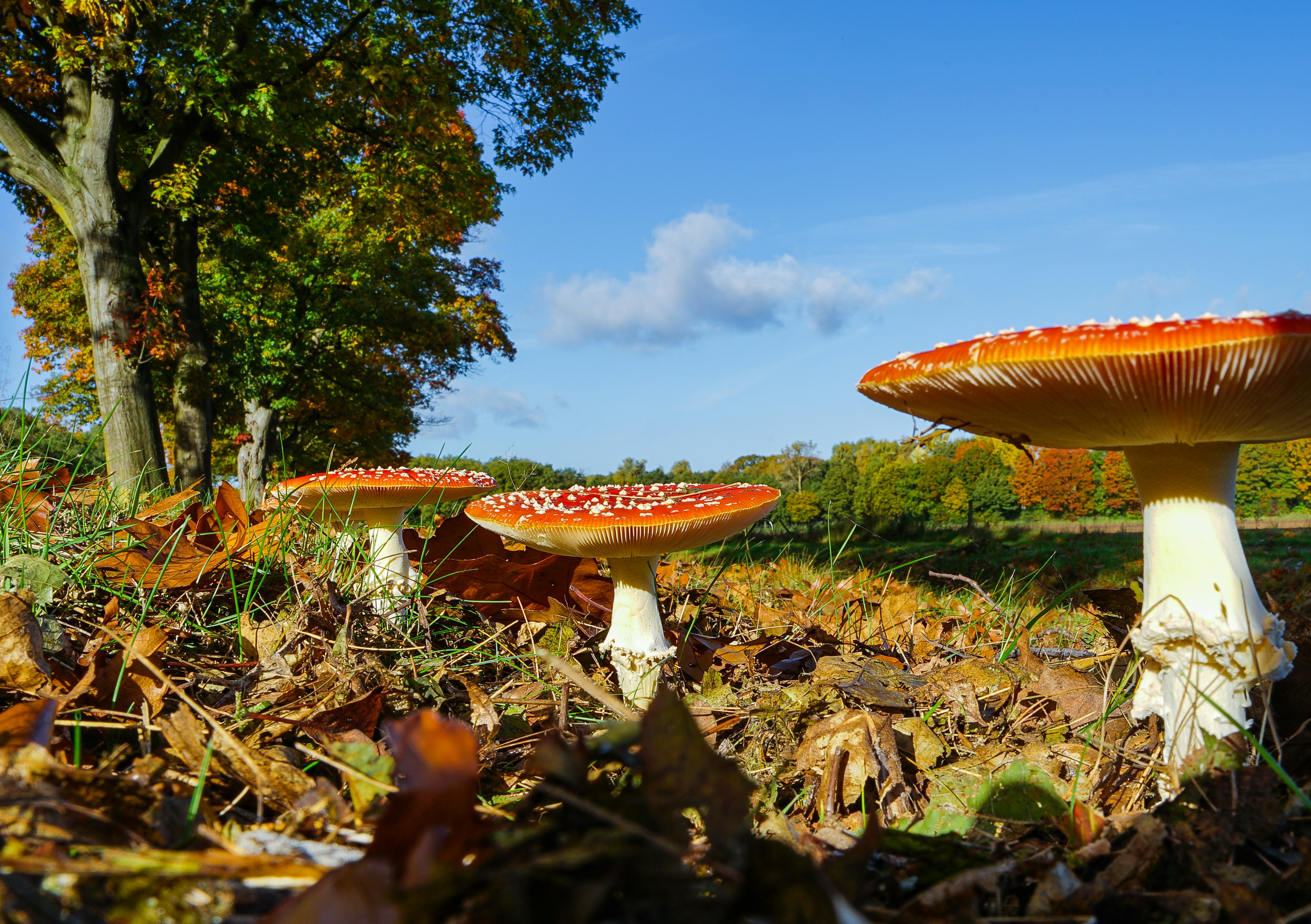autumn: Fly agaric in the morning autumn sun